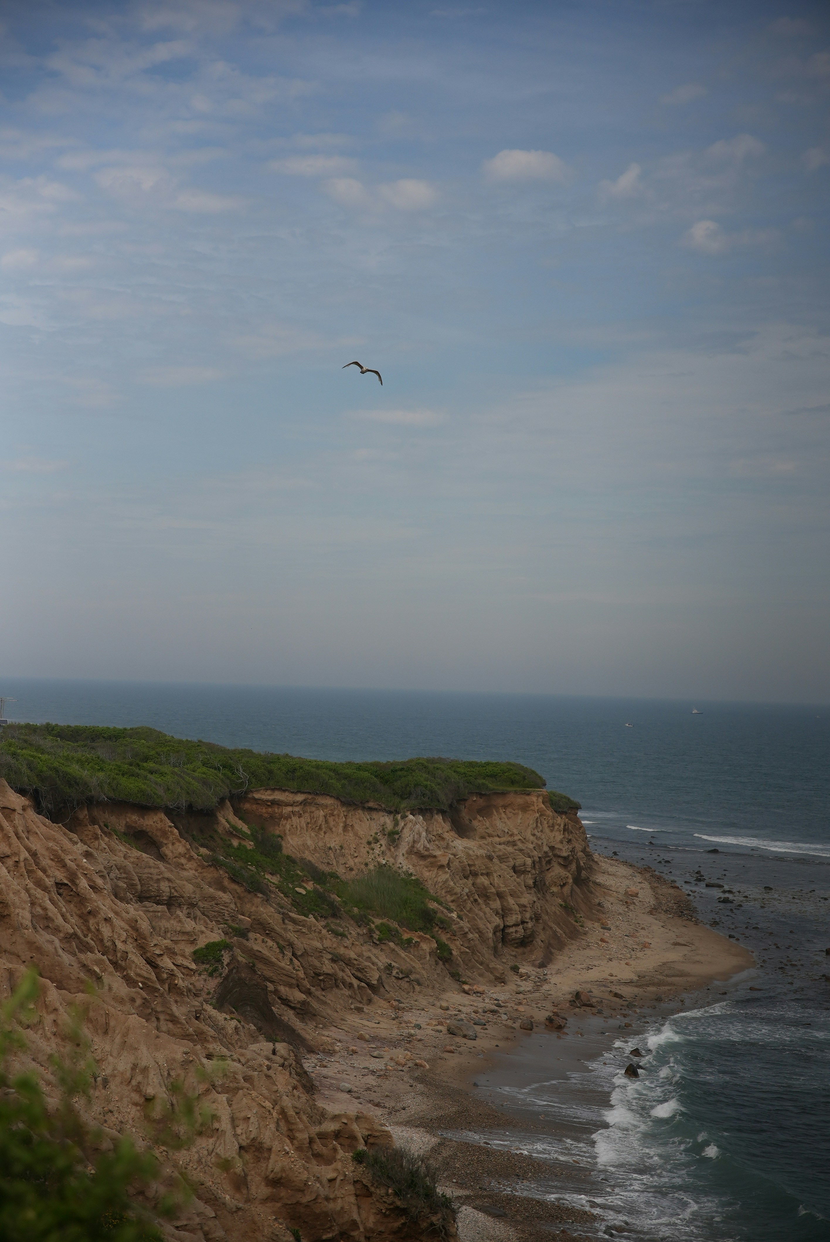 Seabird Over Cliff: Where Sky Meets Shore