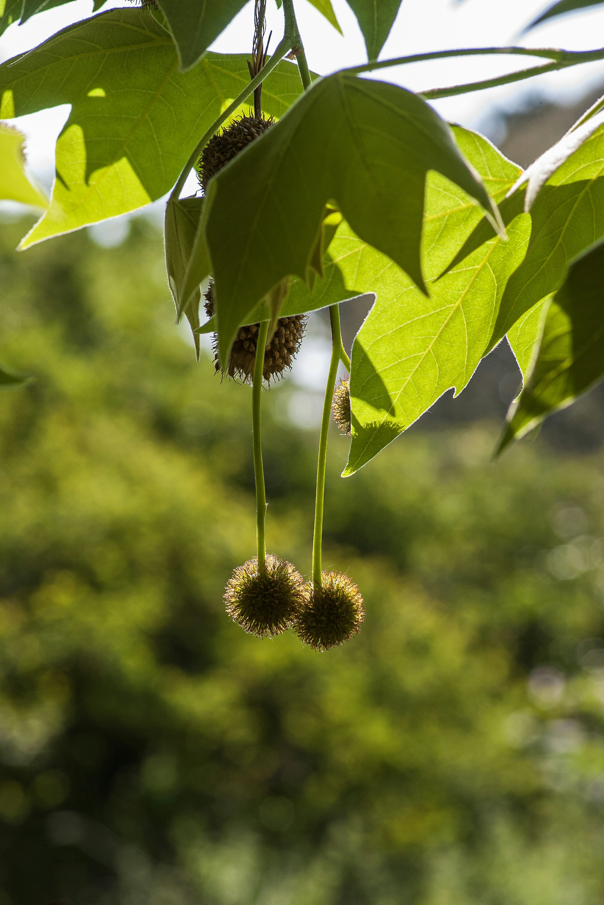 Dangling Bursts: Pendant Seed Heads in Bright Backlight