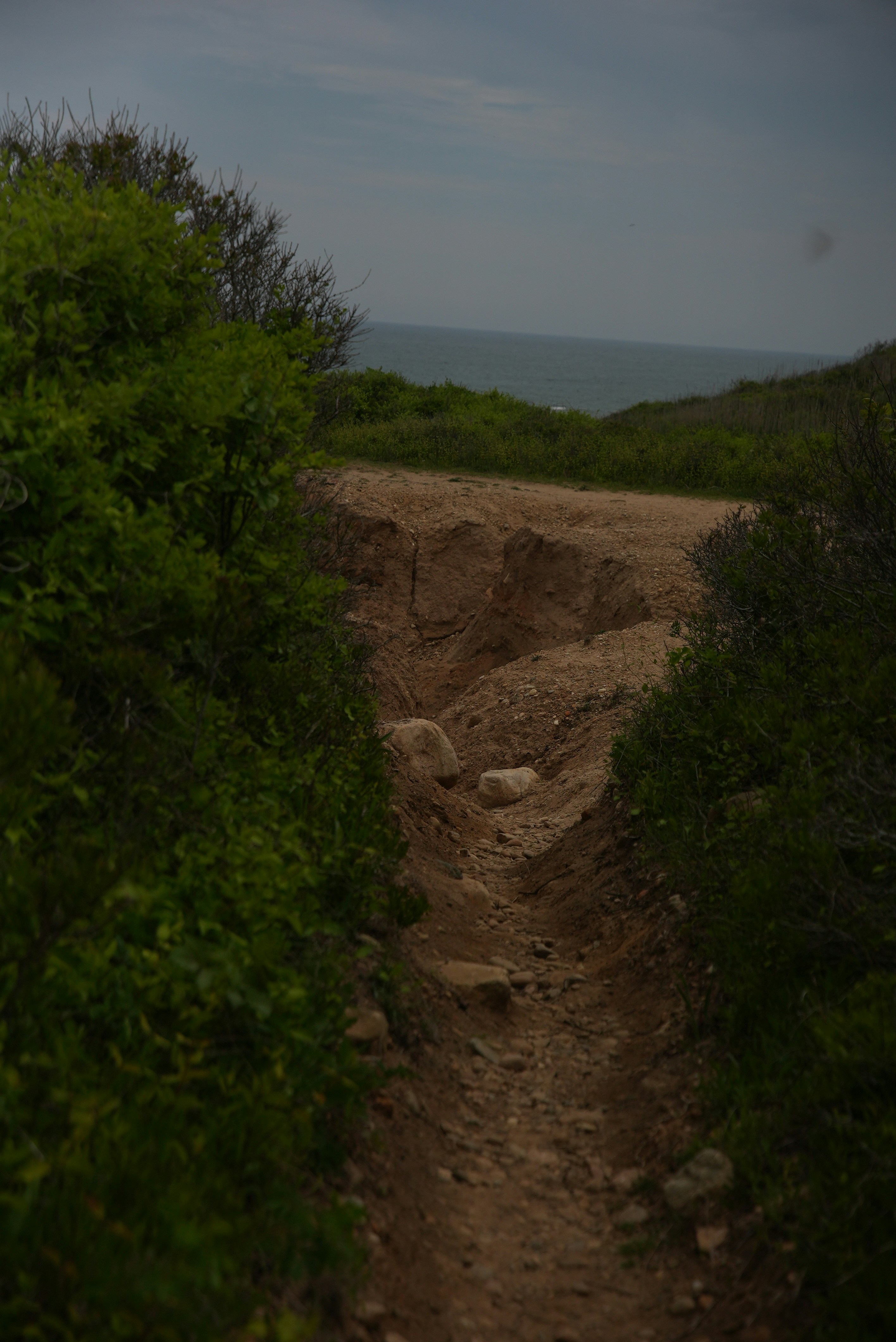 Coastal Trail Vanishing into the Dunes