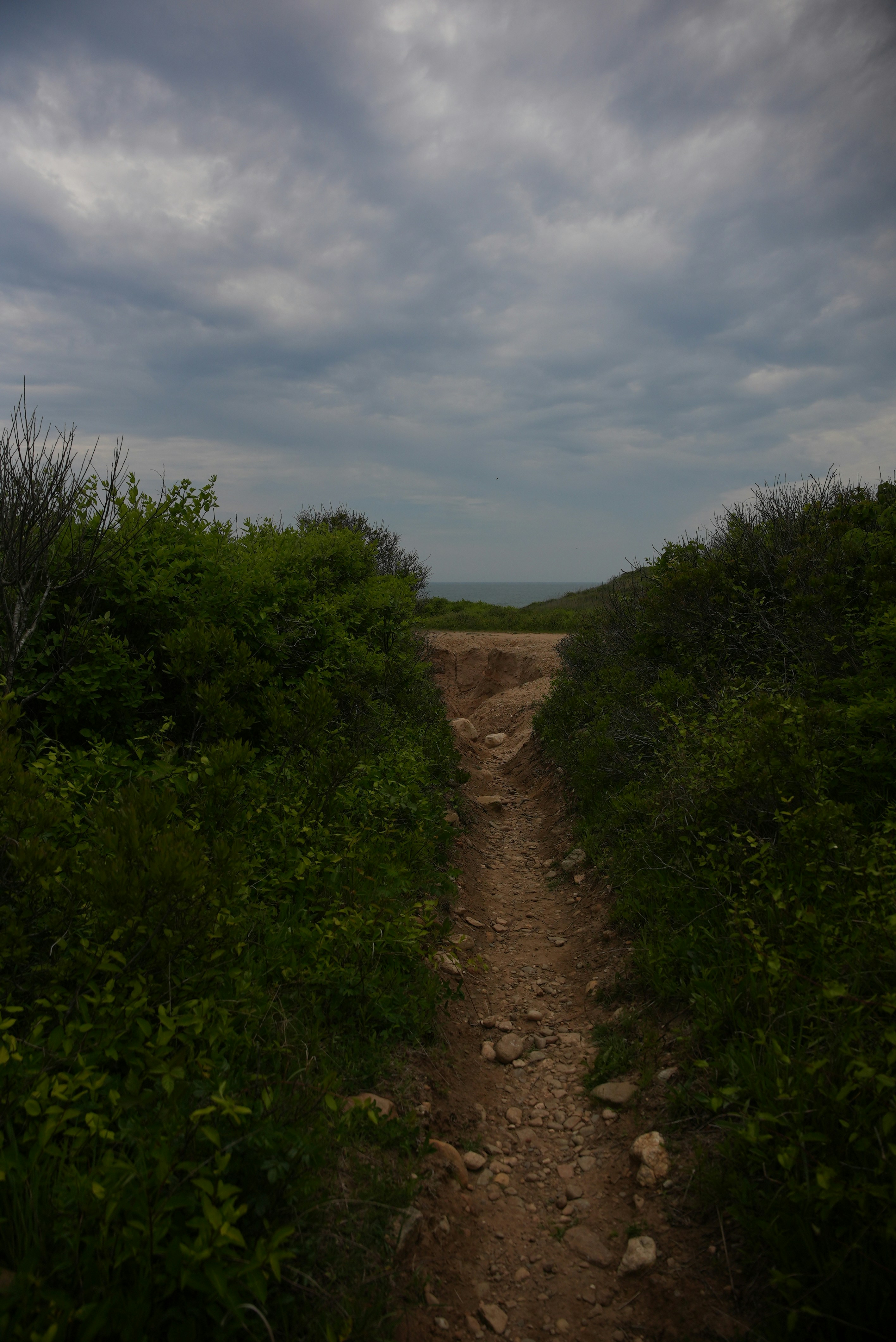 Path to the Distant Sea through Coastal Flora
