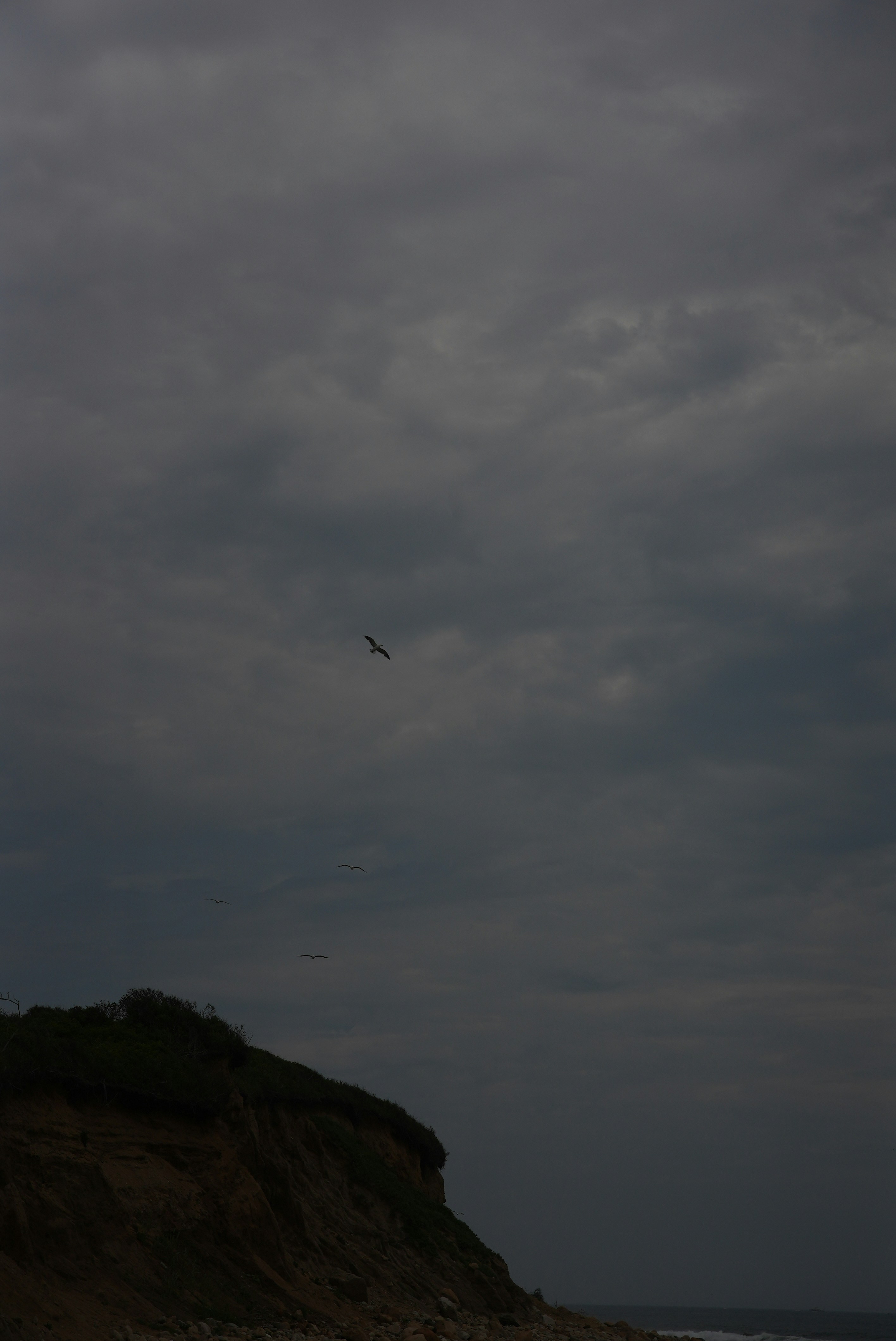 Seabird in Quiet Skies over Cliffline