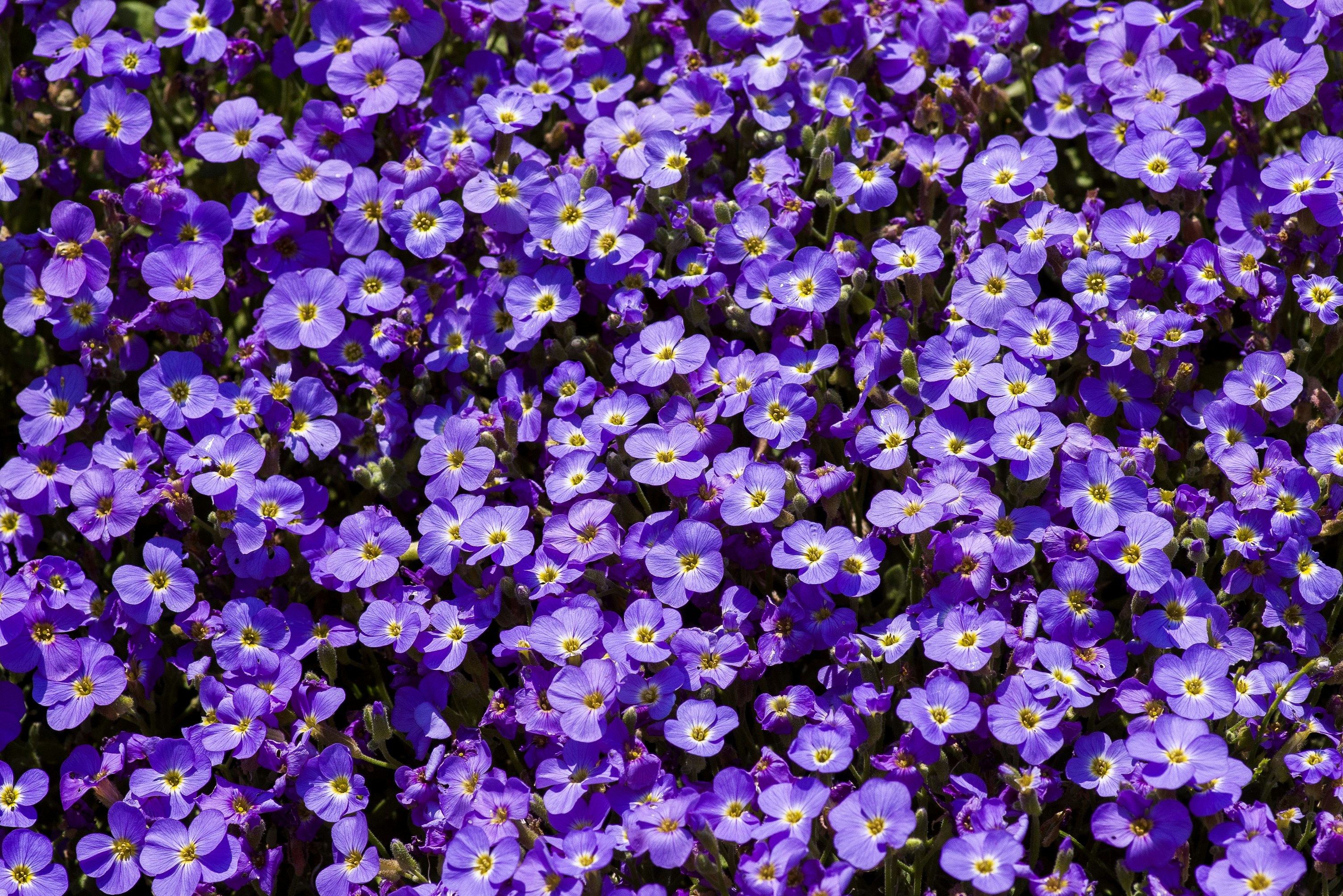 Crimson Violet Carpet: A Field of Tiny Primrose Blooms