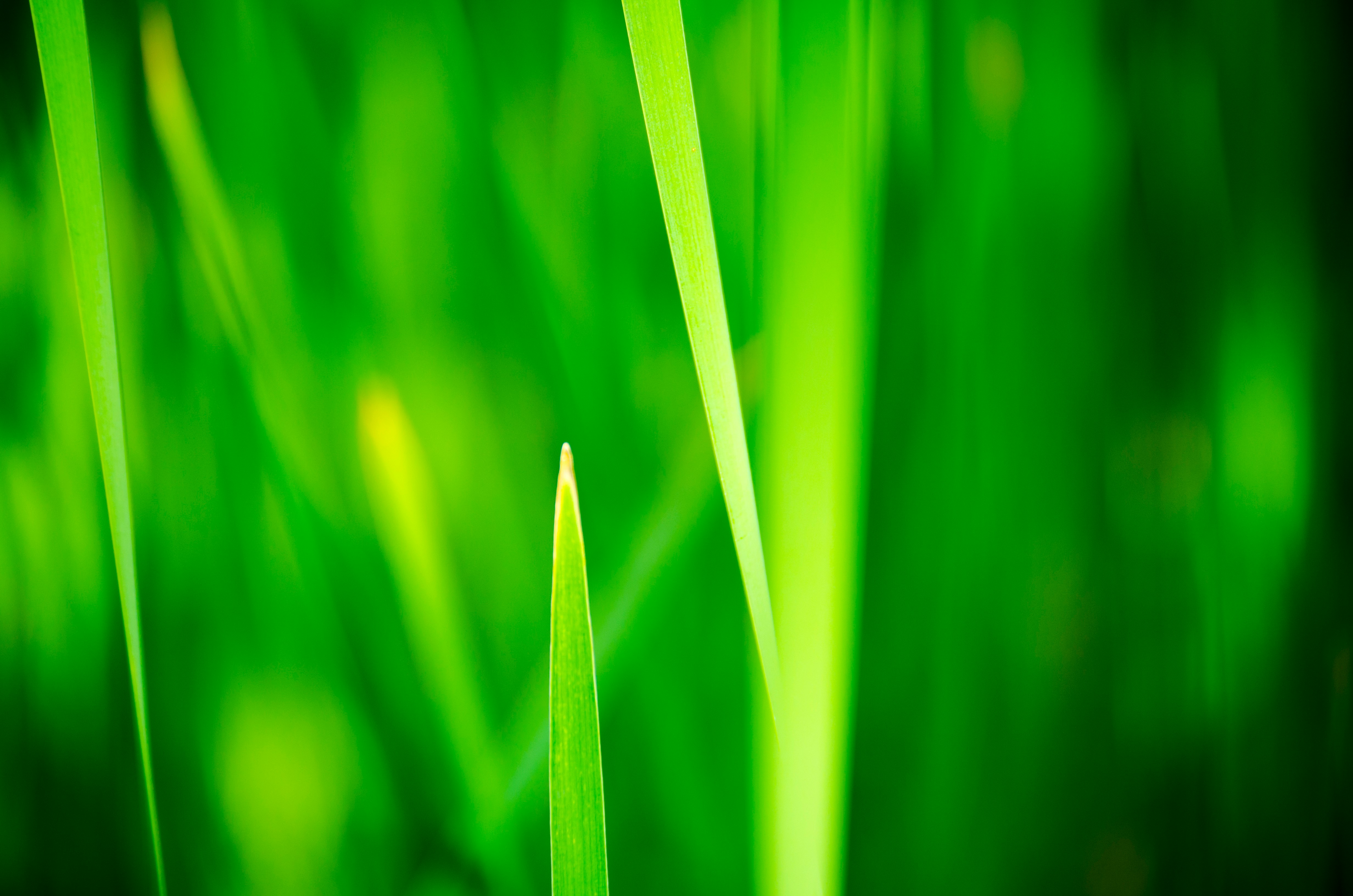 Emerald Blades: A Quiet Macro Moment in Green