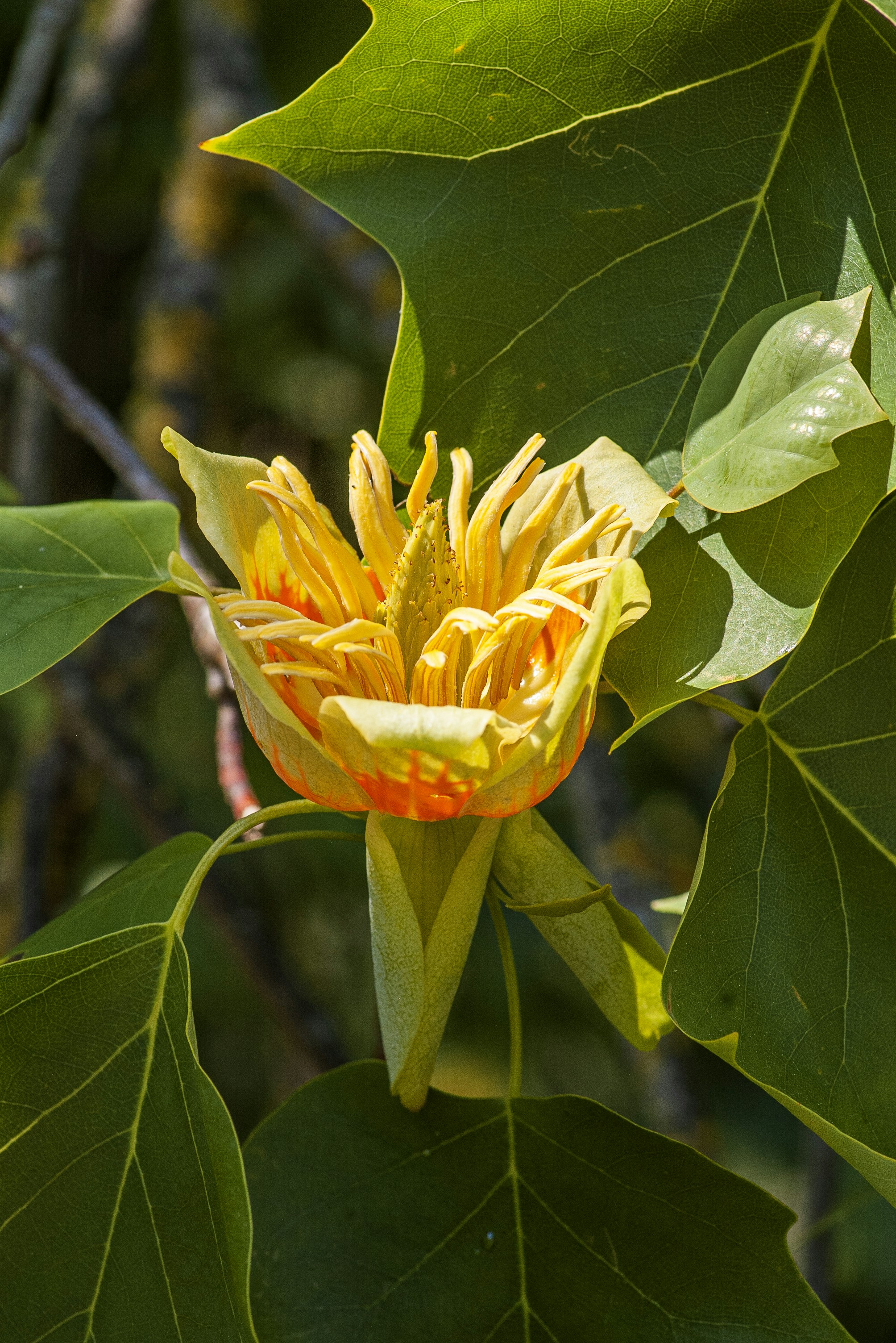 Golden Bloom Emerges from Deep Green Vein of Leaves