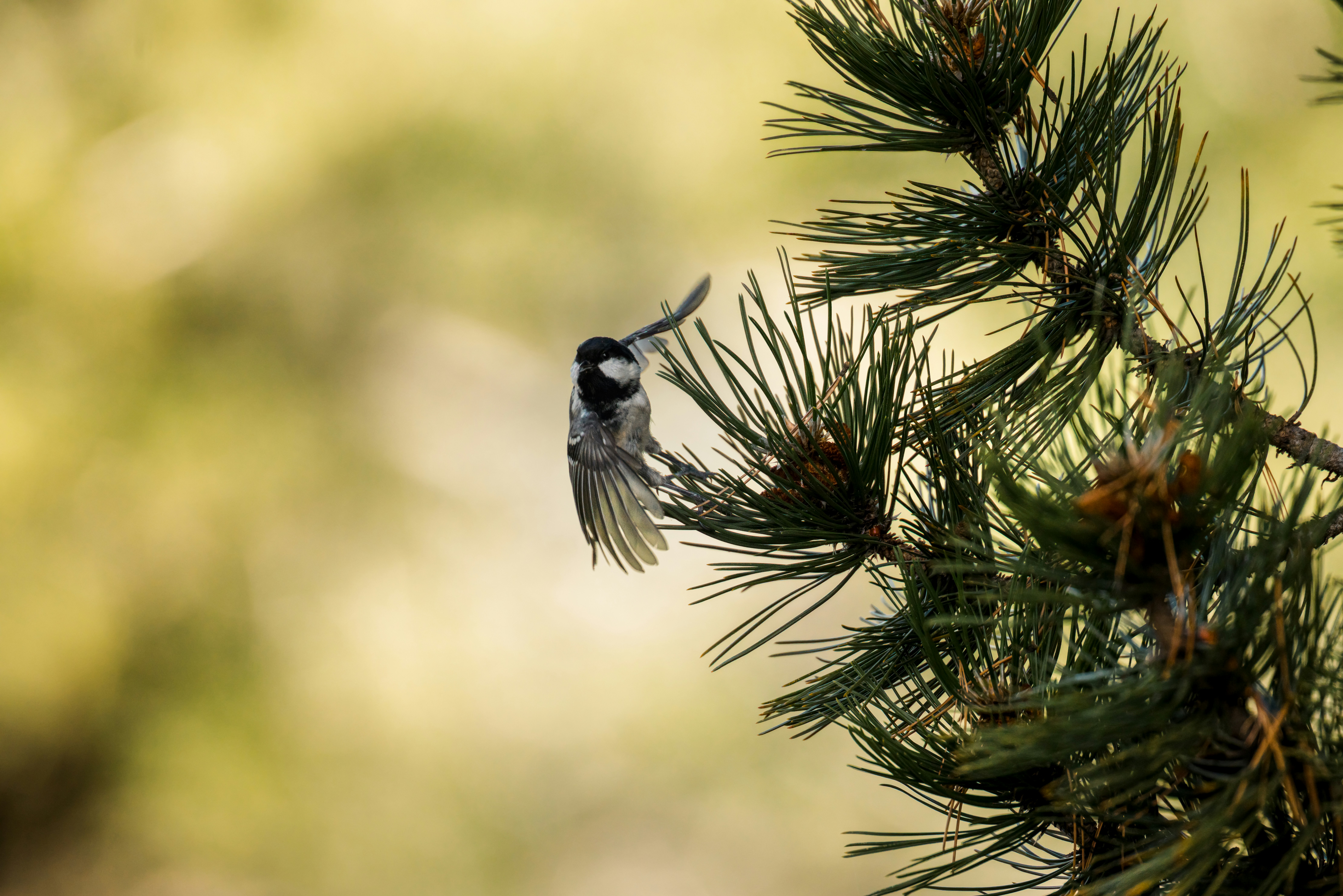 A brief flight: small songbird halts among pine needles