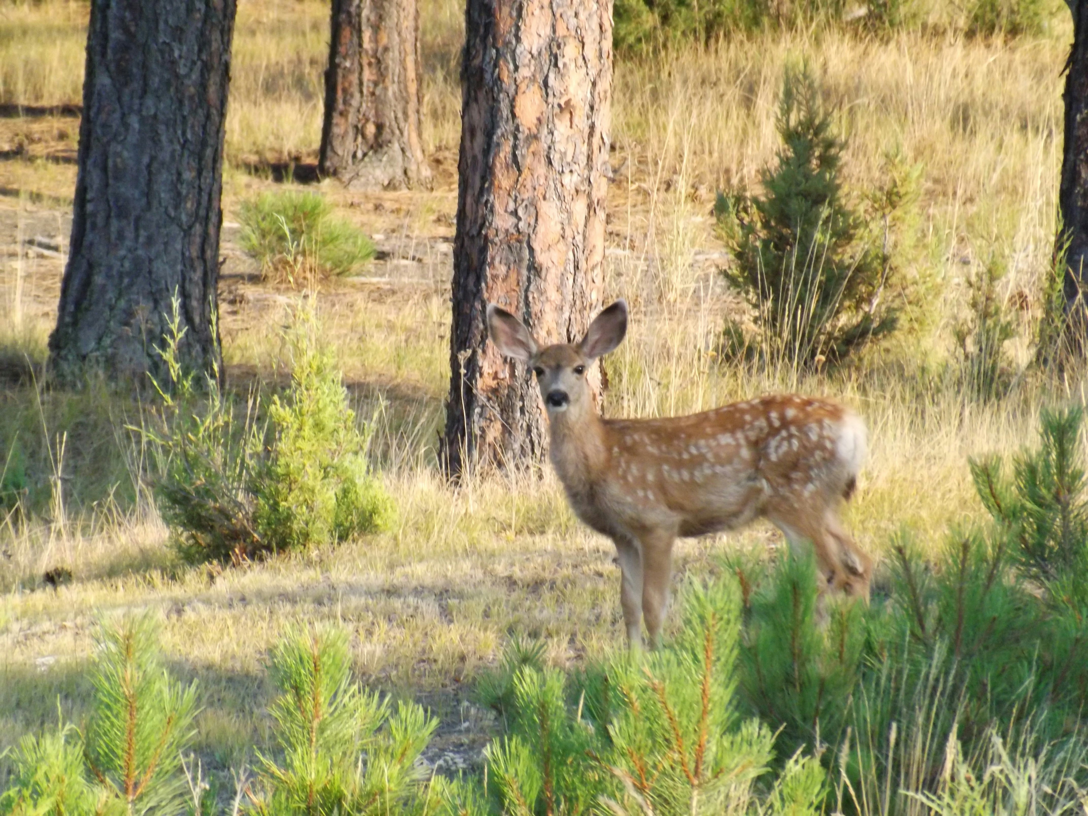 Animals: Deer, Turkey, Bunny