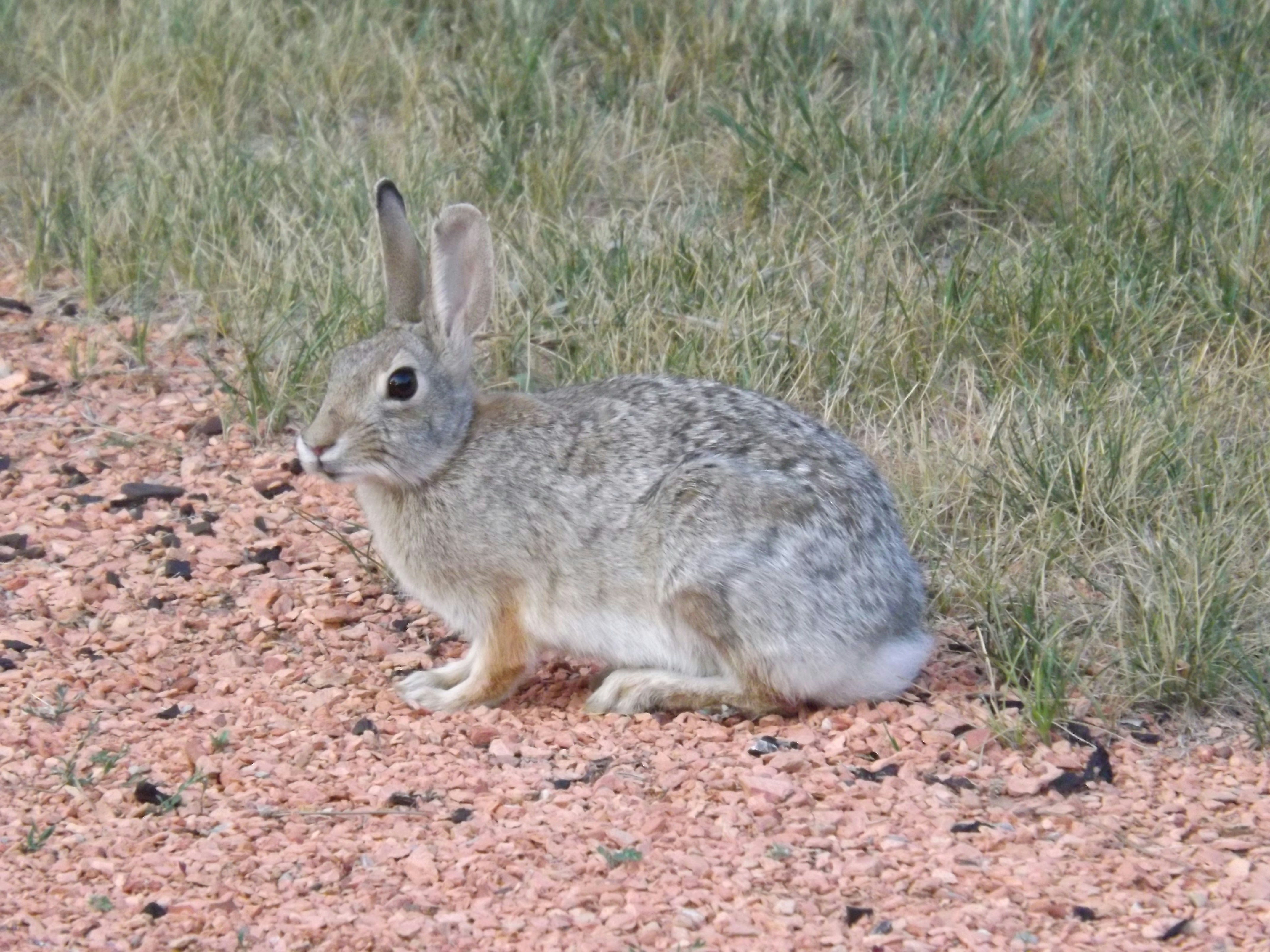 A cottontail rabbit on a path of red gravel beside dry grass