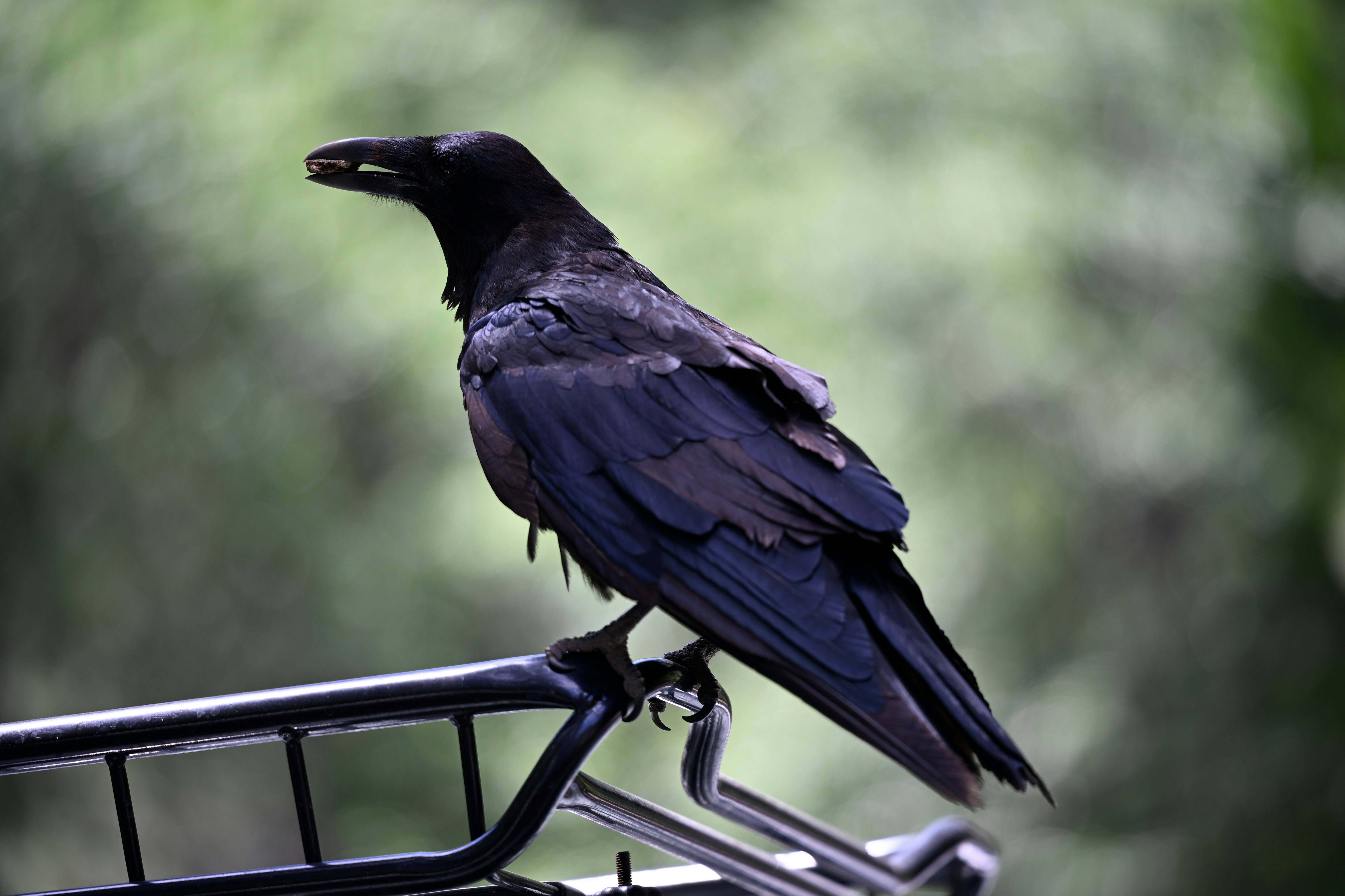 Raven on a Rails: A midnight silhouette in the park