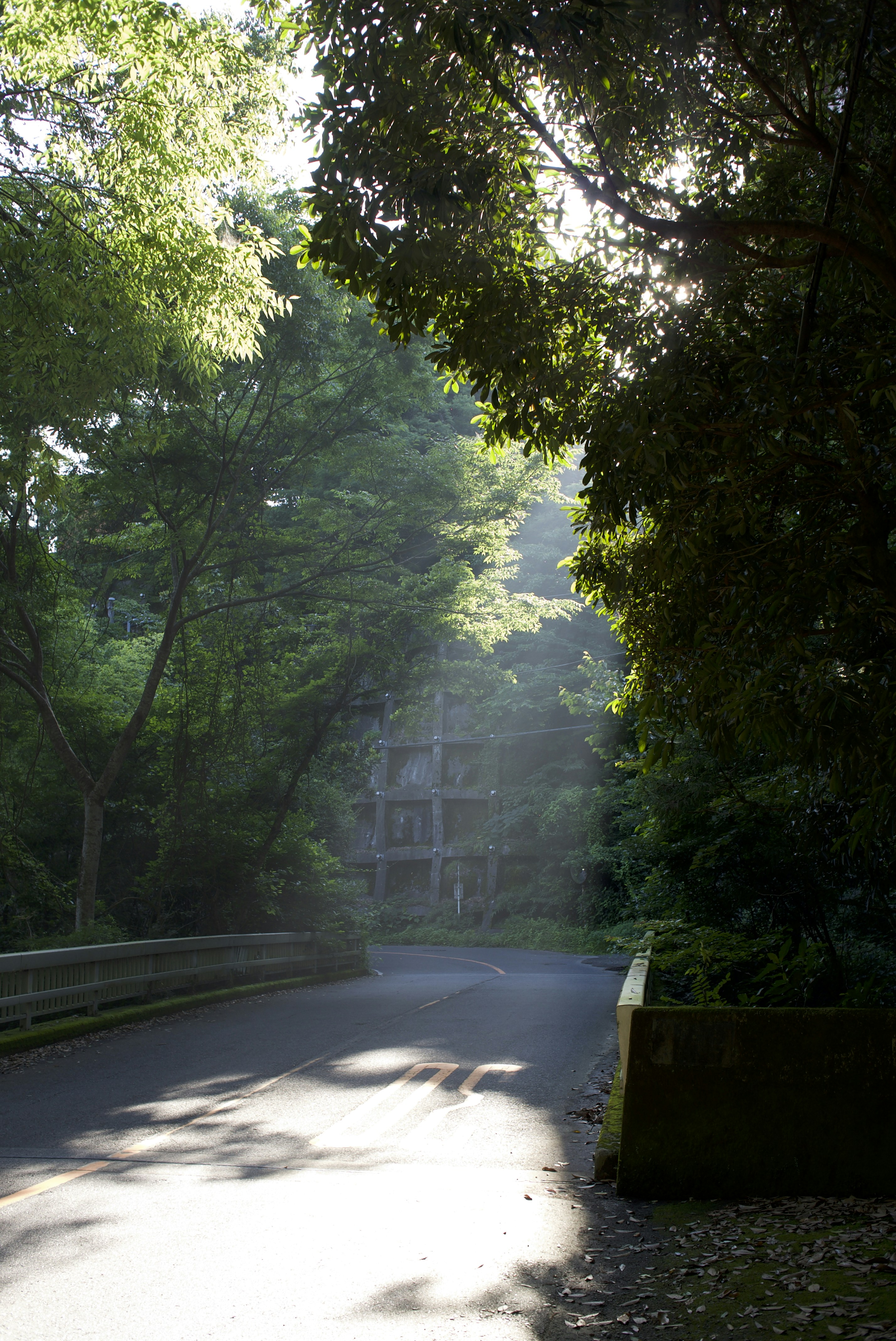Dappled Light on a Quiet Forest Road