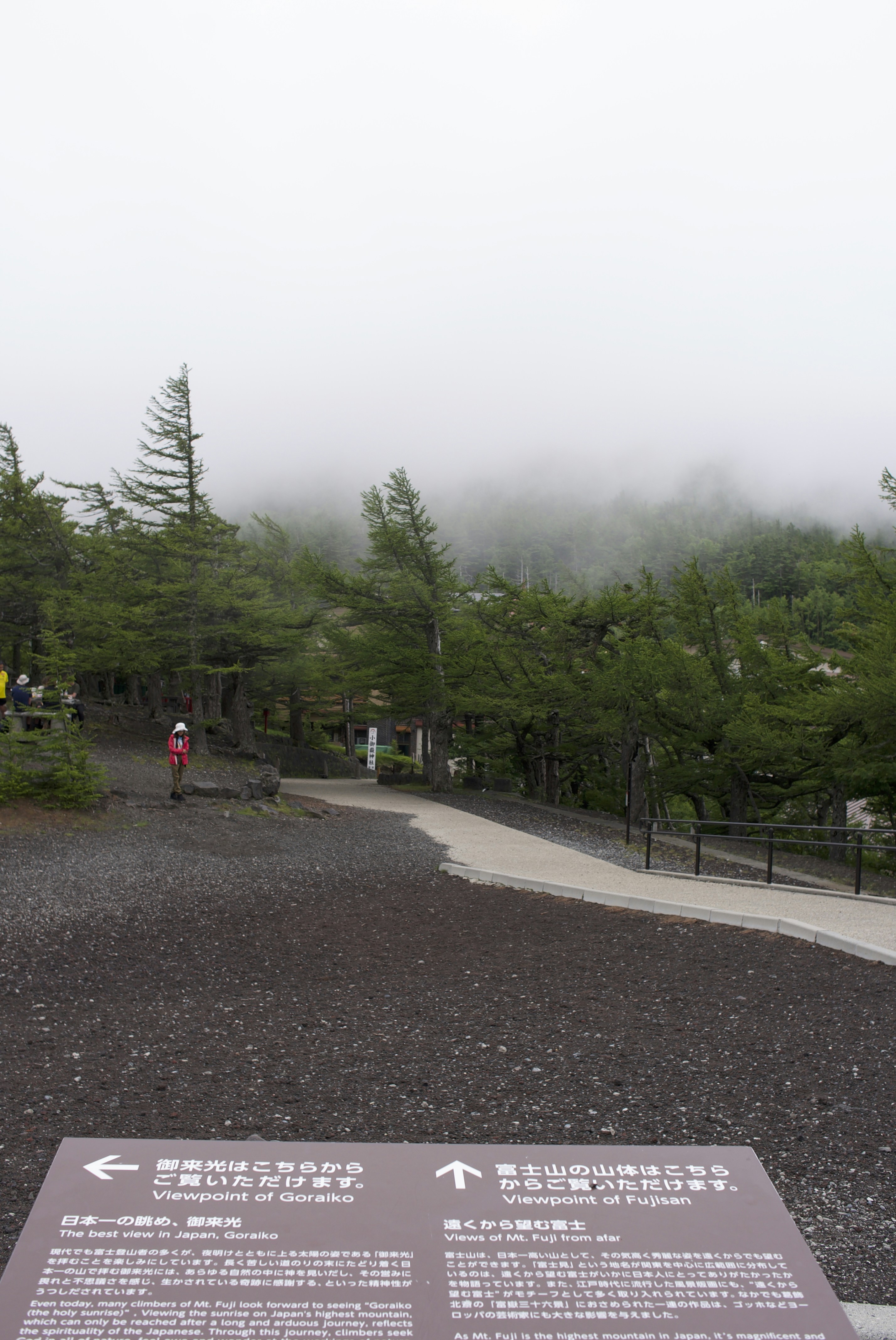 Gateway to the Mist: A Quiet Path Through the Pines