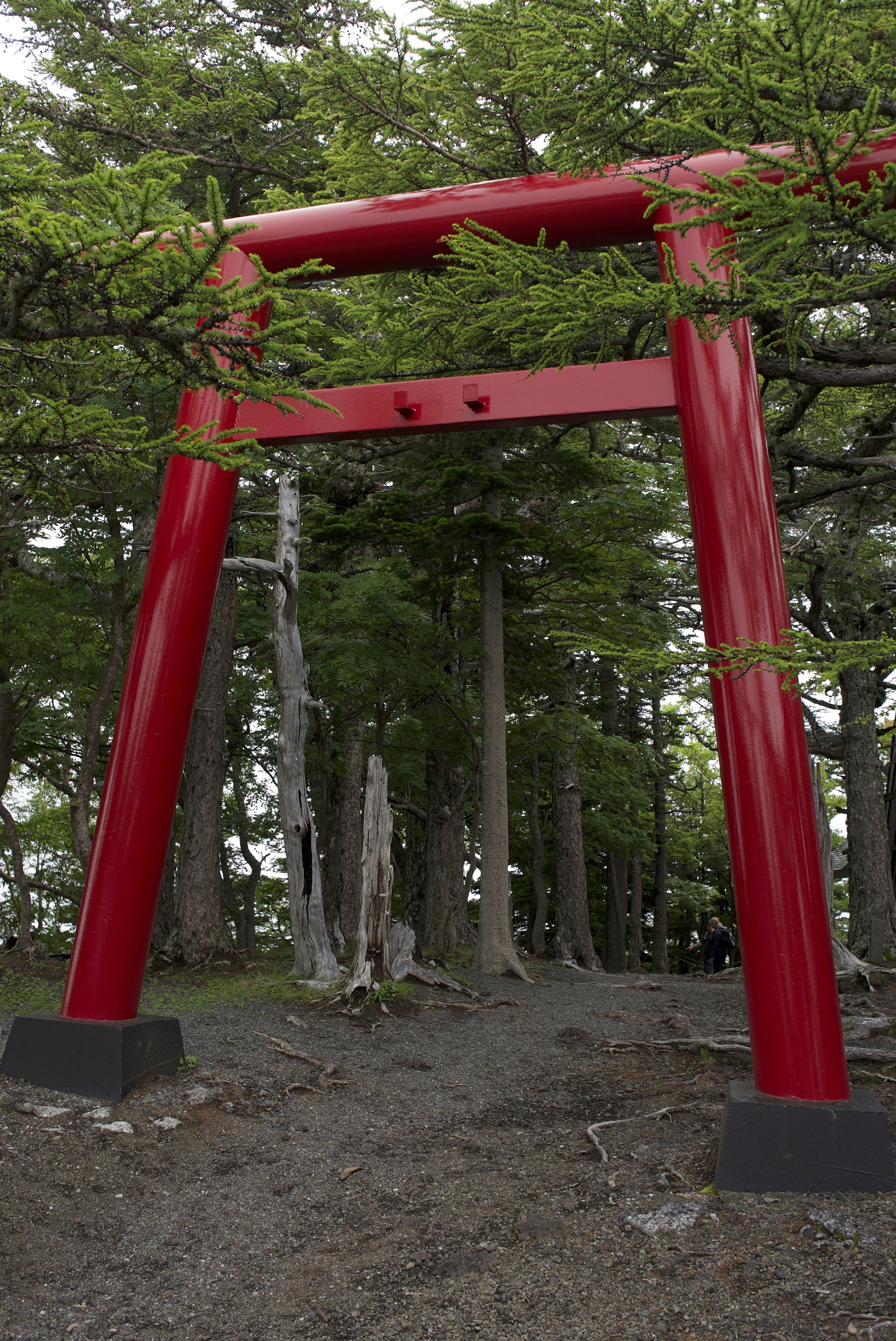 Red Torii Gate Framing a Shaded Forest Path