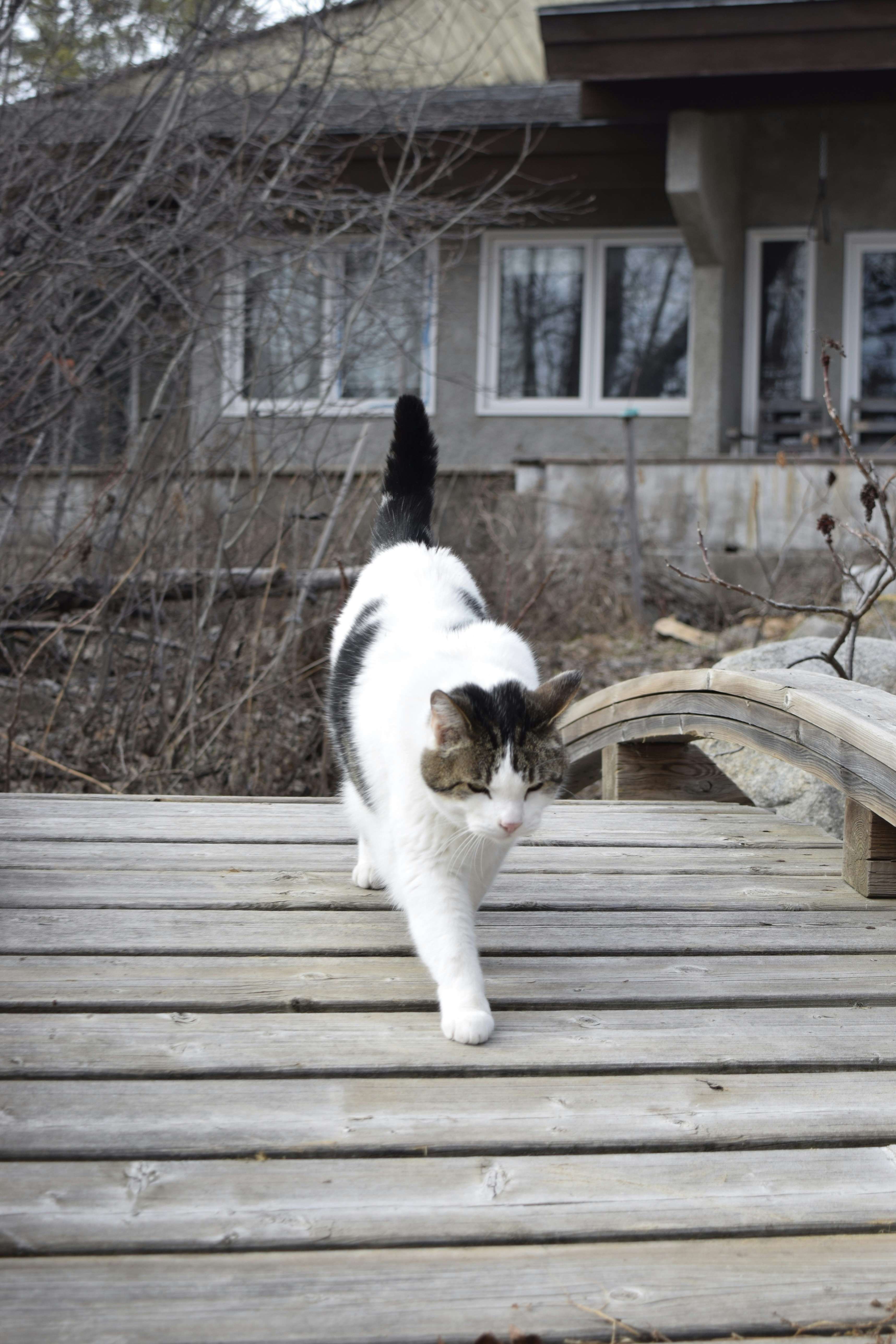 Cat on a Weathered Deck: Morning Stroll Toward the Quiet House