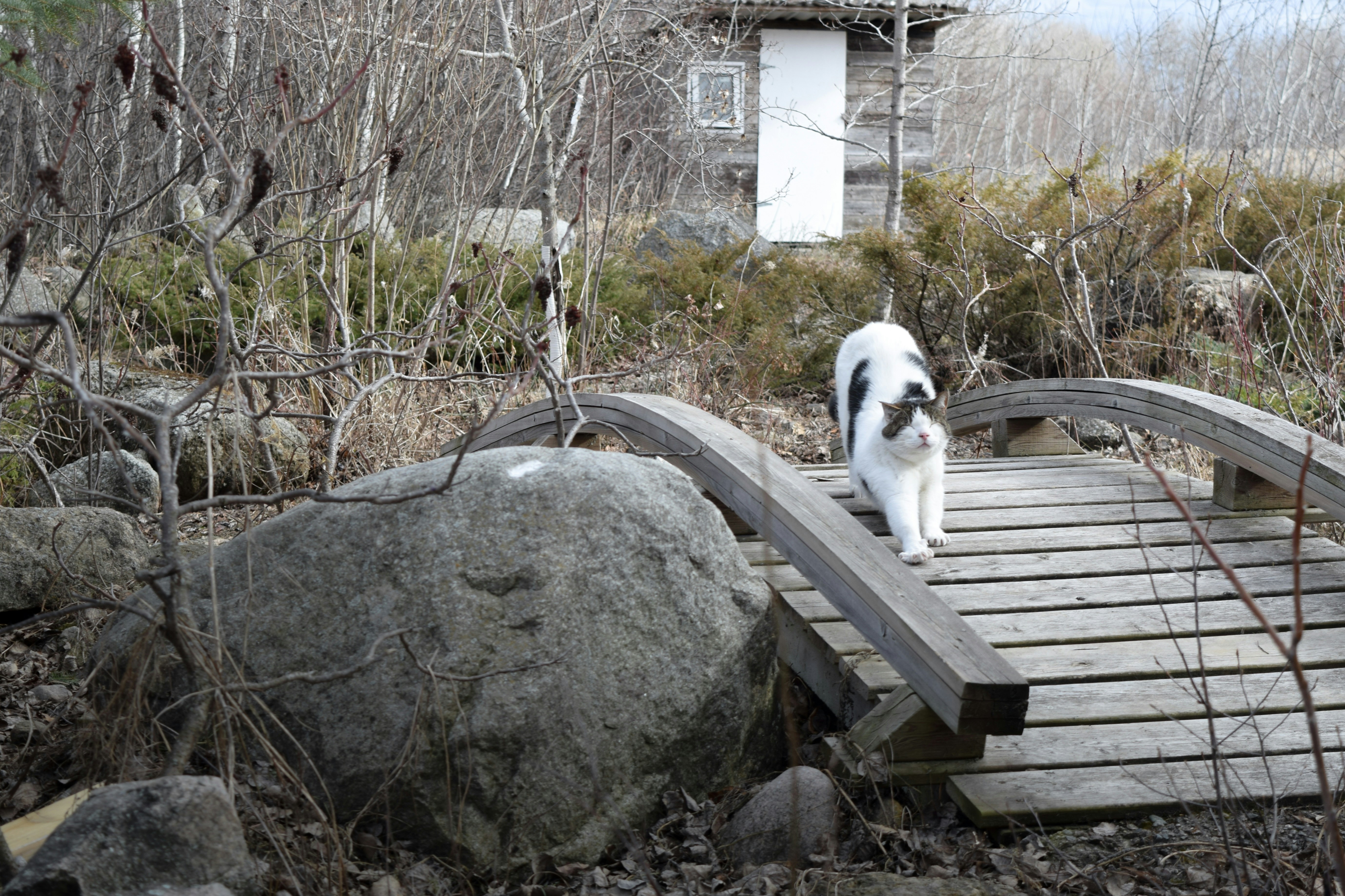 Wandering Cat Crossing the Wooden Footbridge