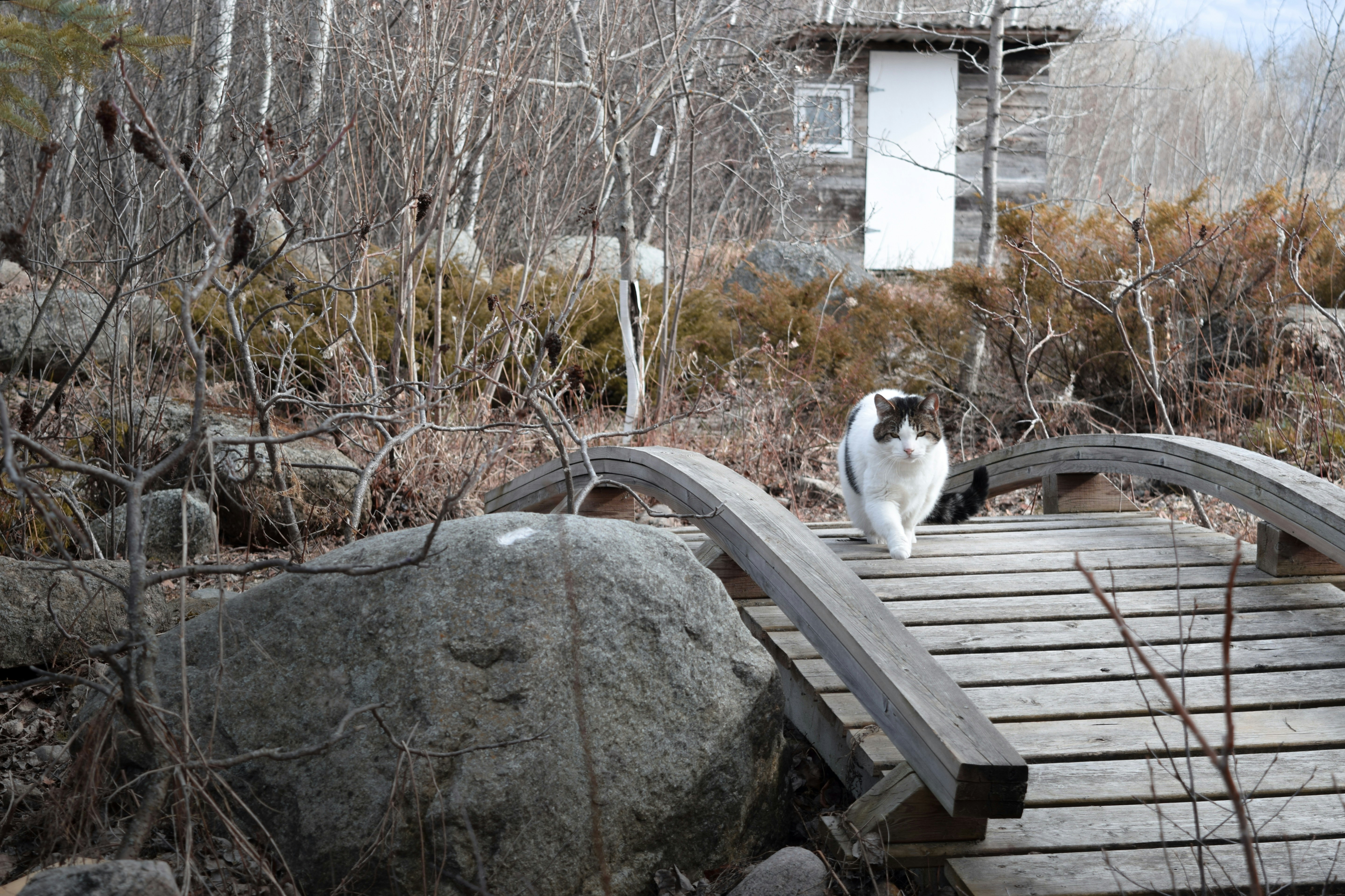 Cat at the Wooden Bridge: Quiet Moment in a Winter Garden