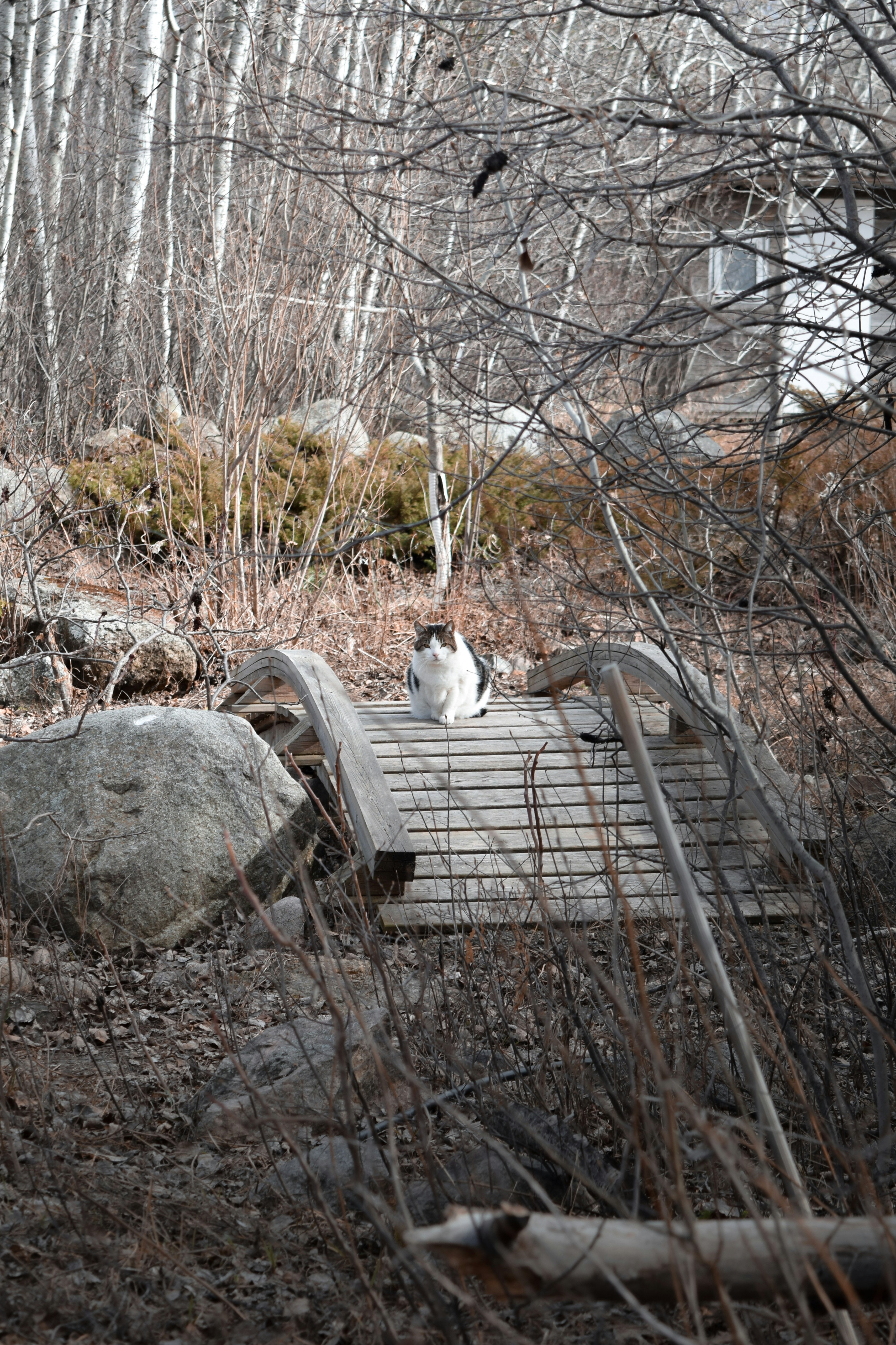 Cat on a Quiet Garden Bridge