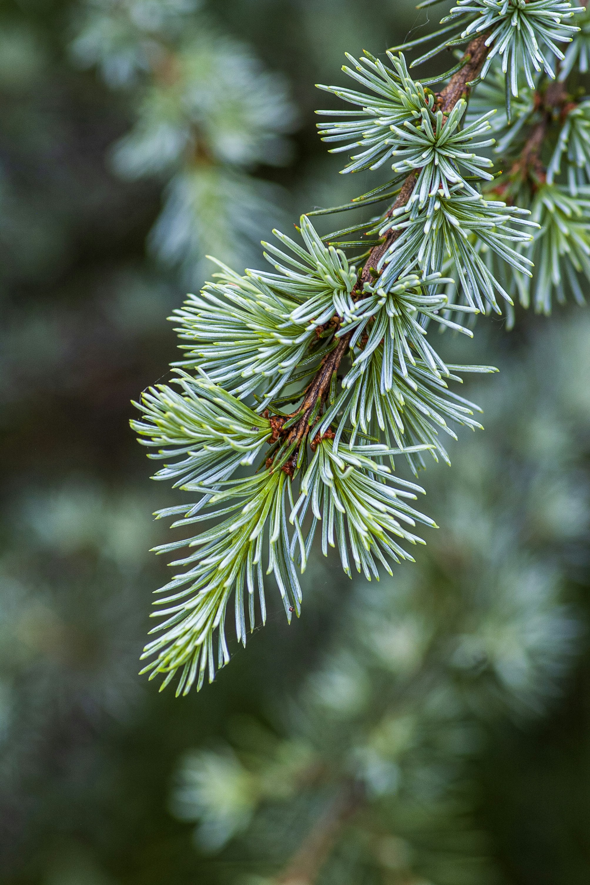 Crowned by Needles: A Closer Look at Pine Whorls
