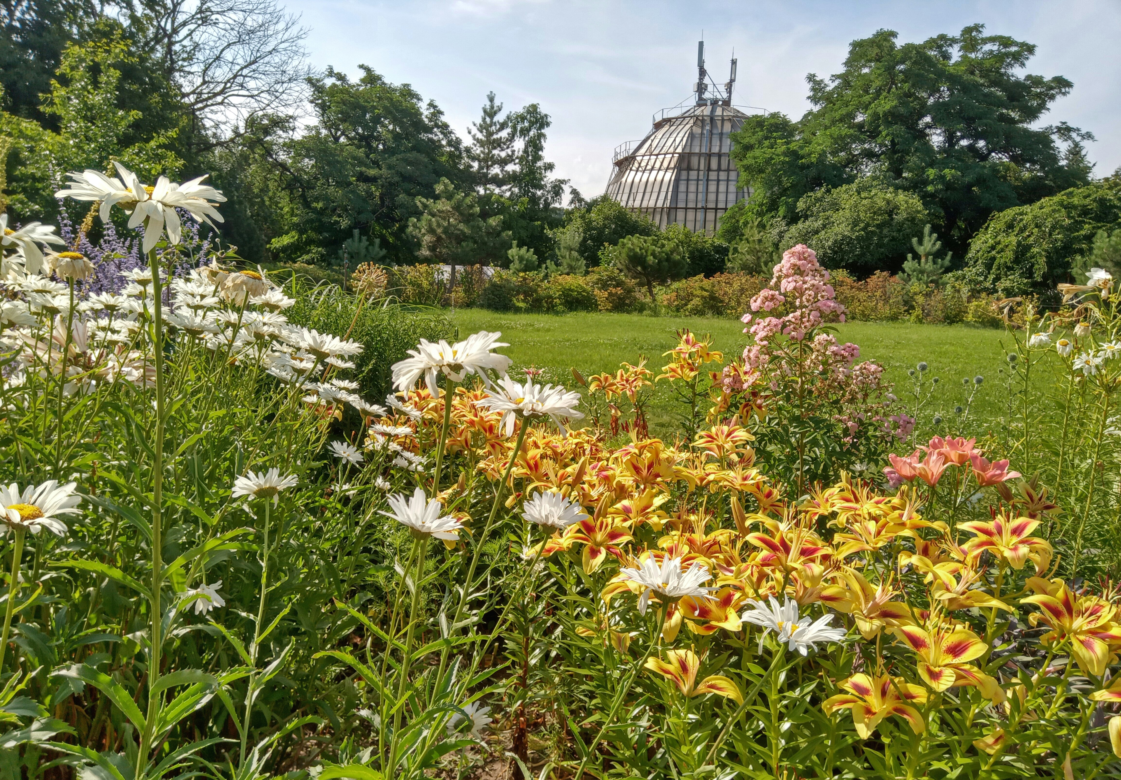 Garden Aglow: Daisies and Coral Chrysanthemums Framing a Glass Conservatory