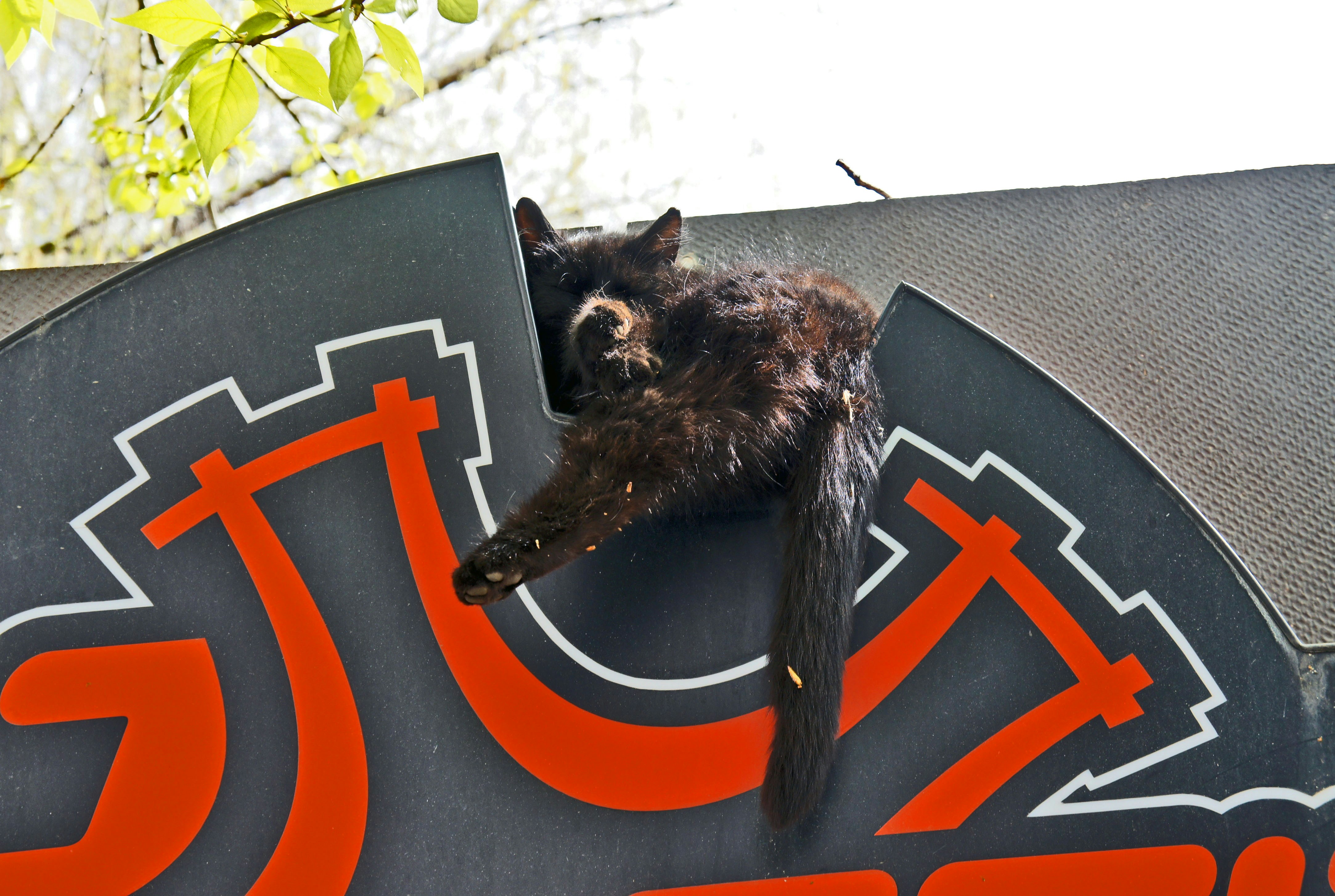 Midair Pause: A Bat Perched on Neon Sign