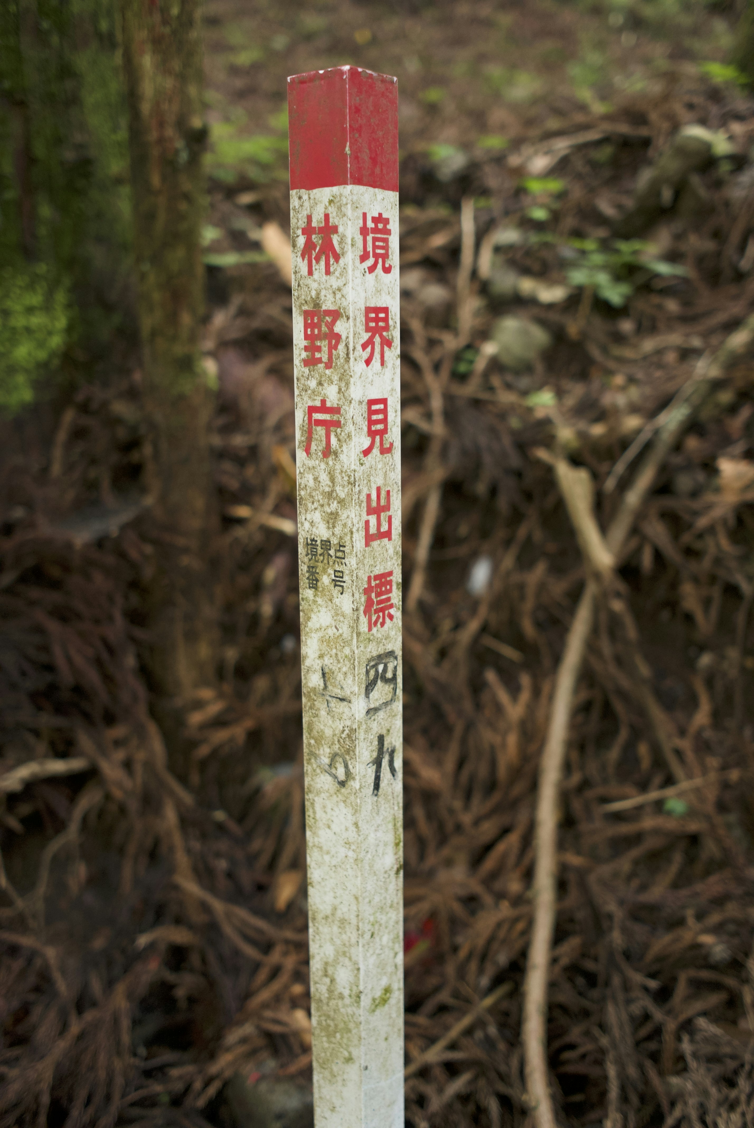 Red-ink Boundary Marker in a Whispering Forest