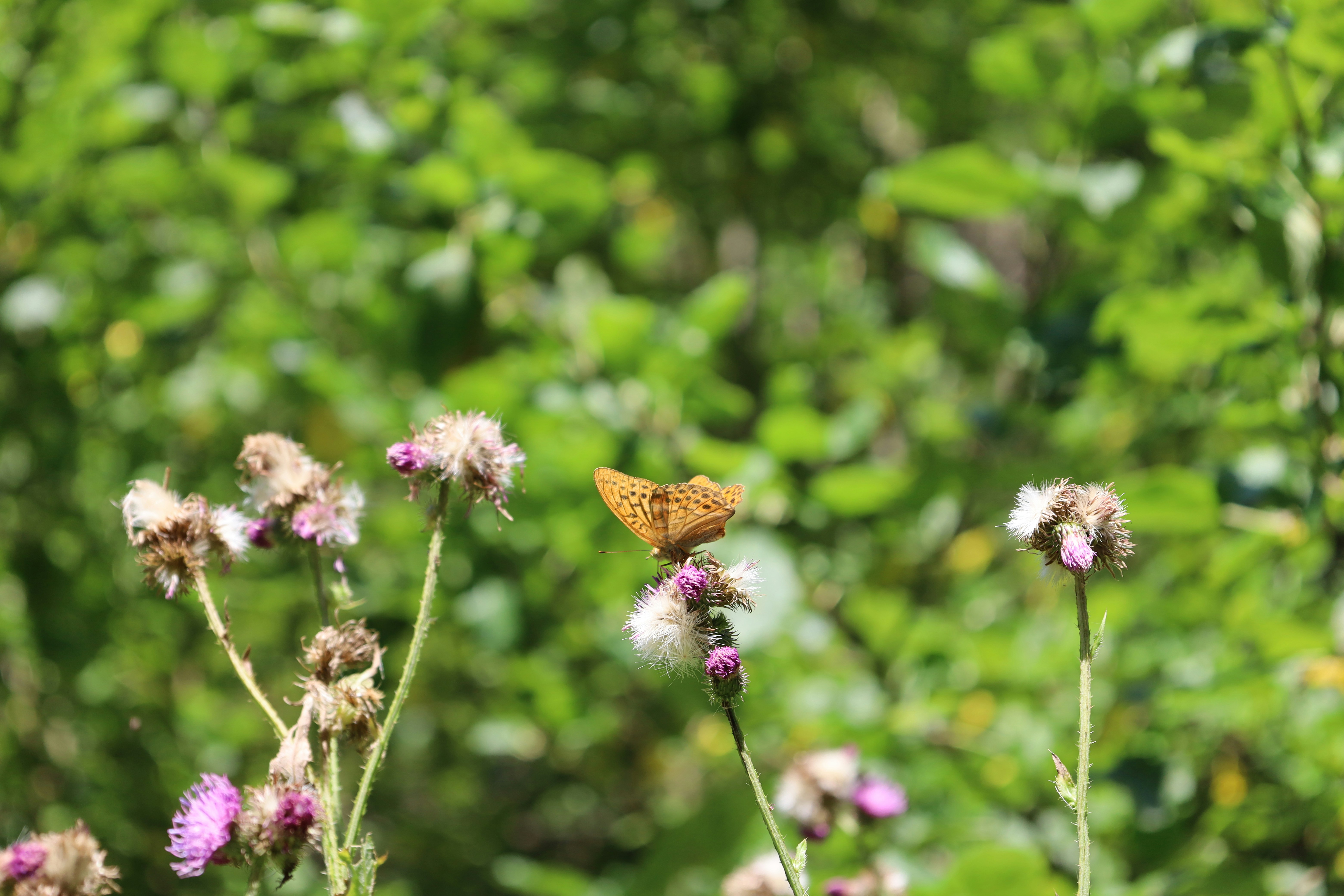 Butterfly Crowned on Wildflowers in Sunlit Meadow