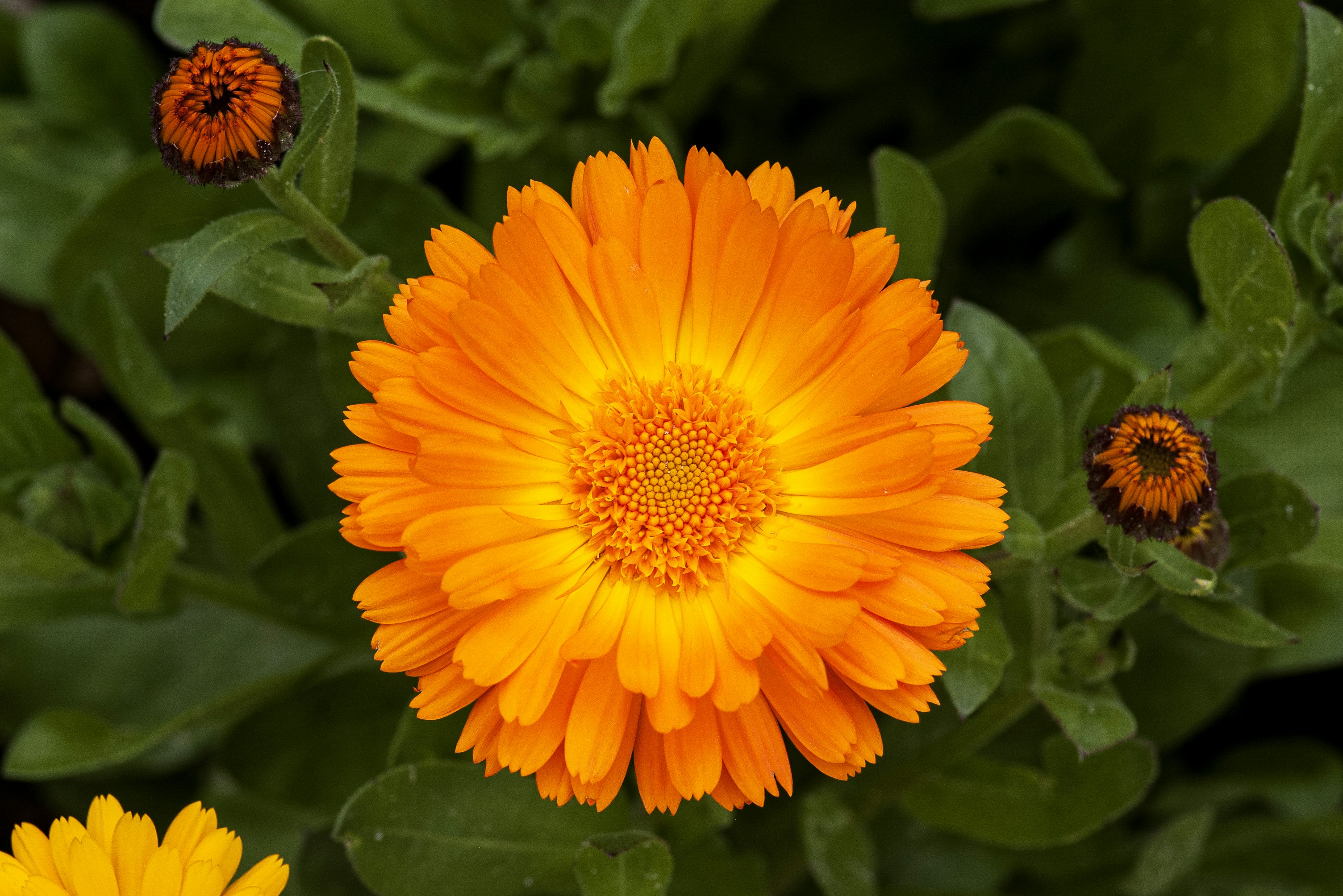 Orange Daisy Bloom: A Radiant Burst at Center Stage