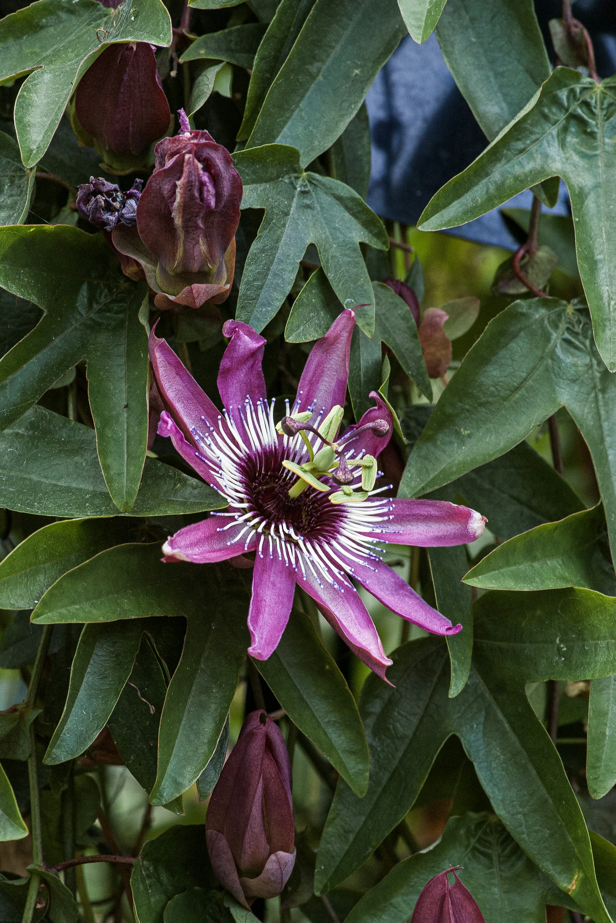 Emerald Bloom: A Purple Passion Amid Green Leaves