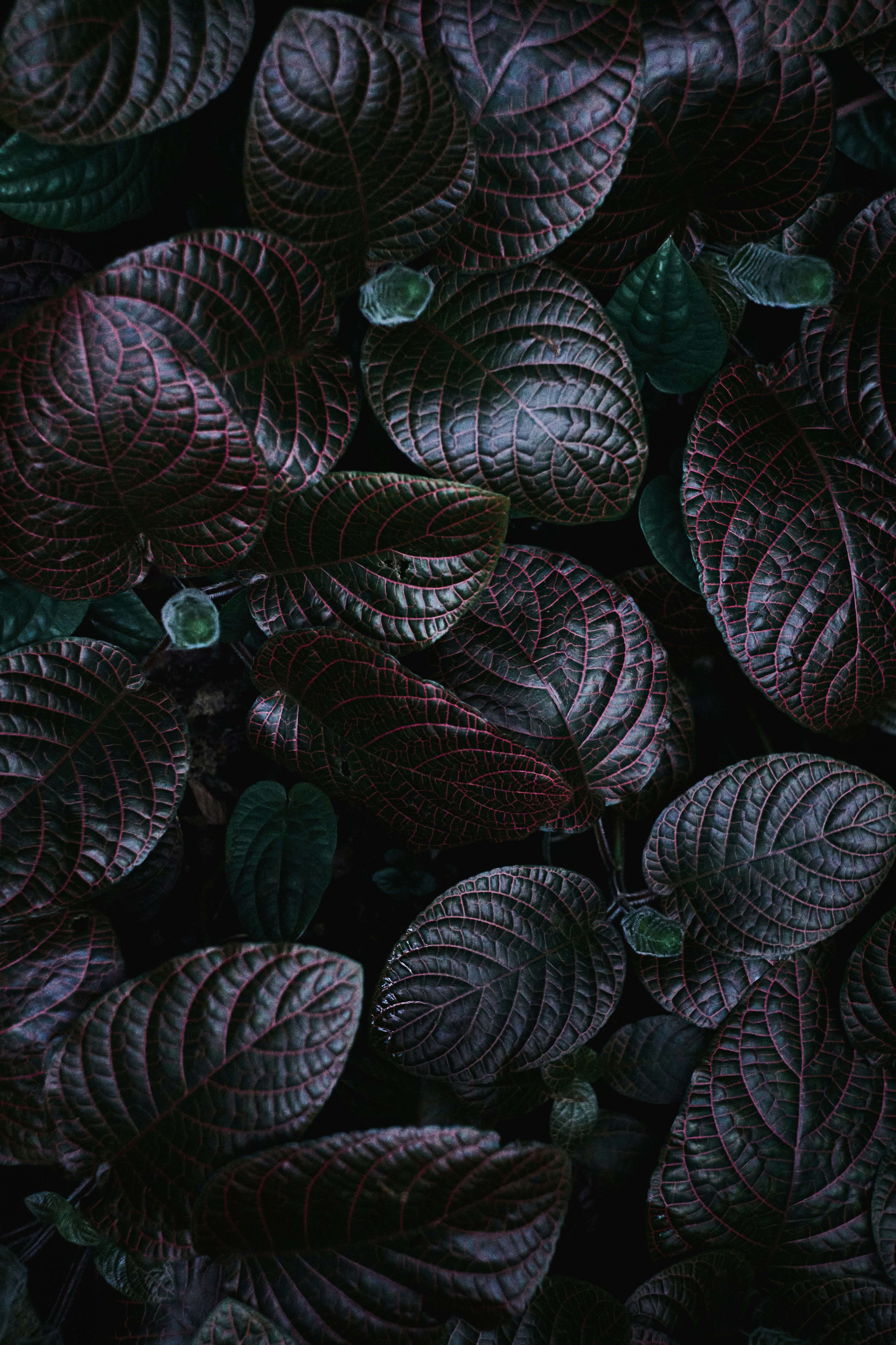 Midnight Vein: Velvet Leaves in Shadowed Hue