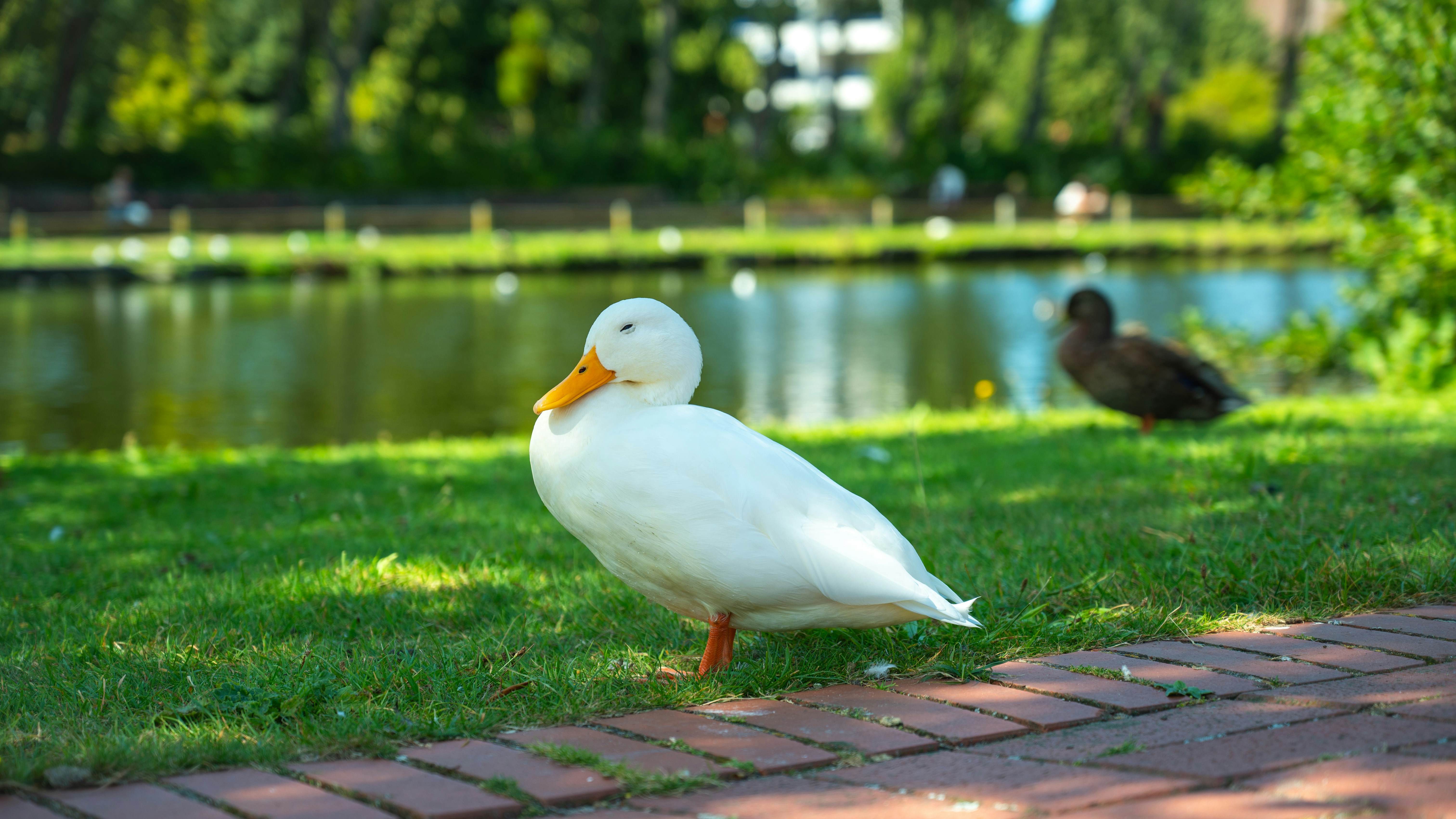 White duck stands on a brick path beside a tranquil pond, with a dark-feathered companion in the background under a sunlit park. A simple, natural scene focusing on the duck as the subject.