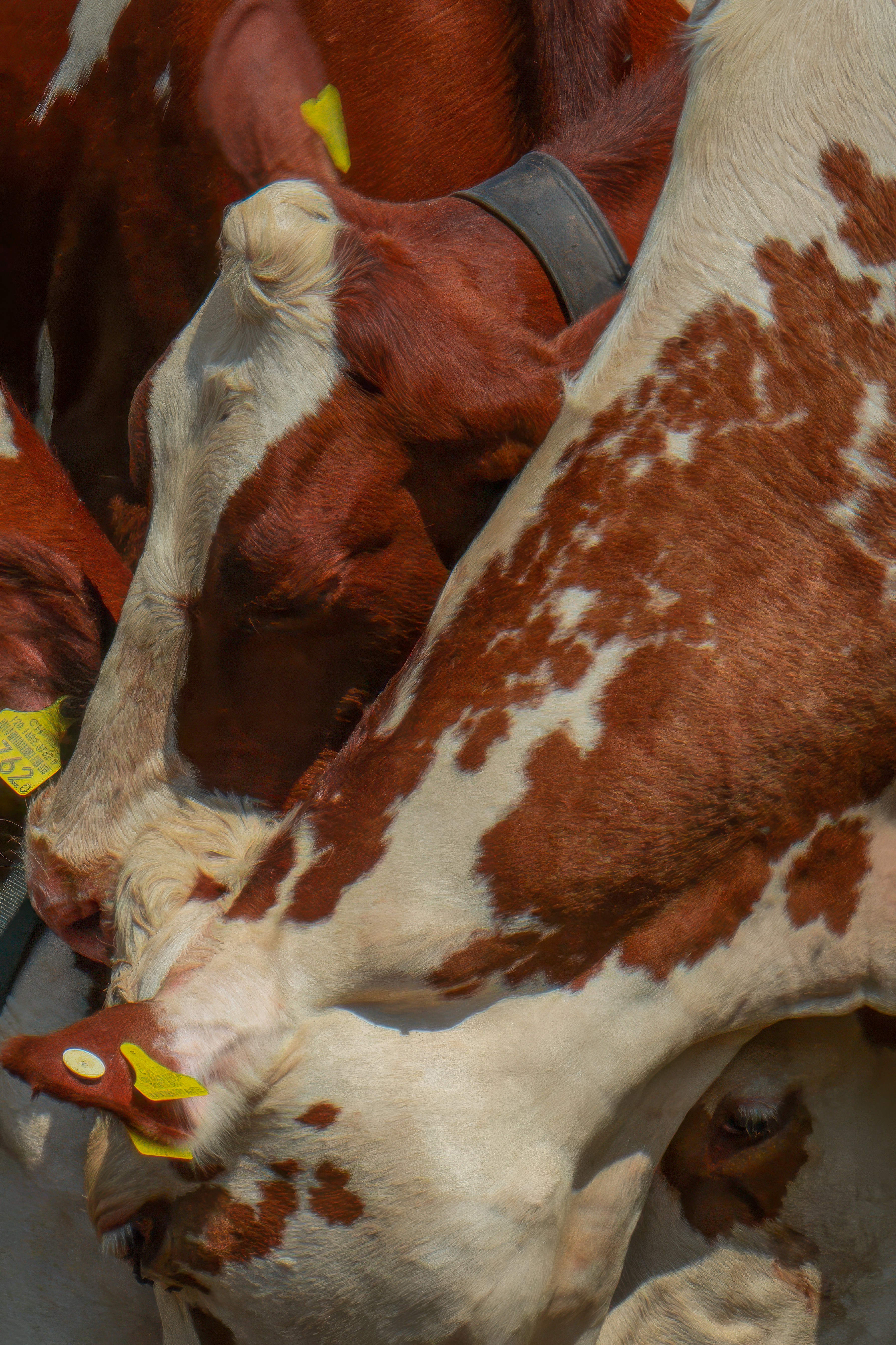 Close Quarters among Red-and-White Cattle