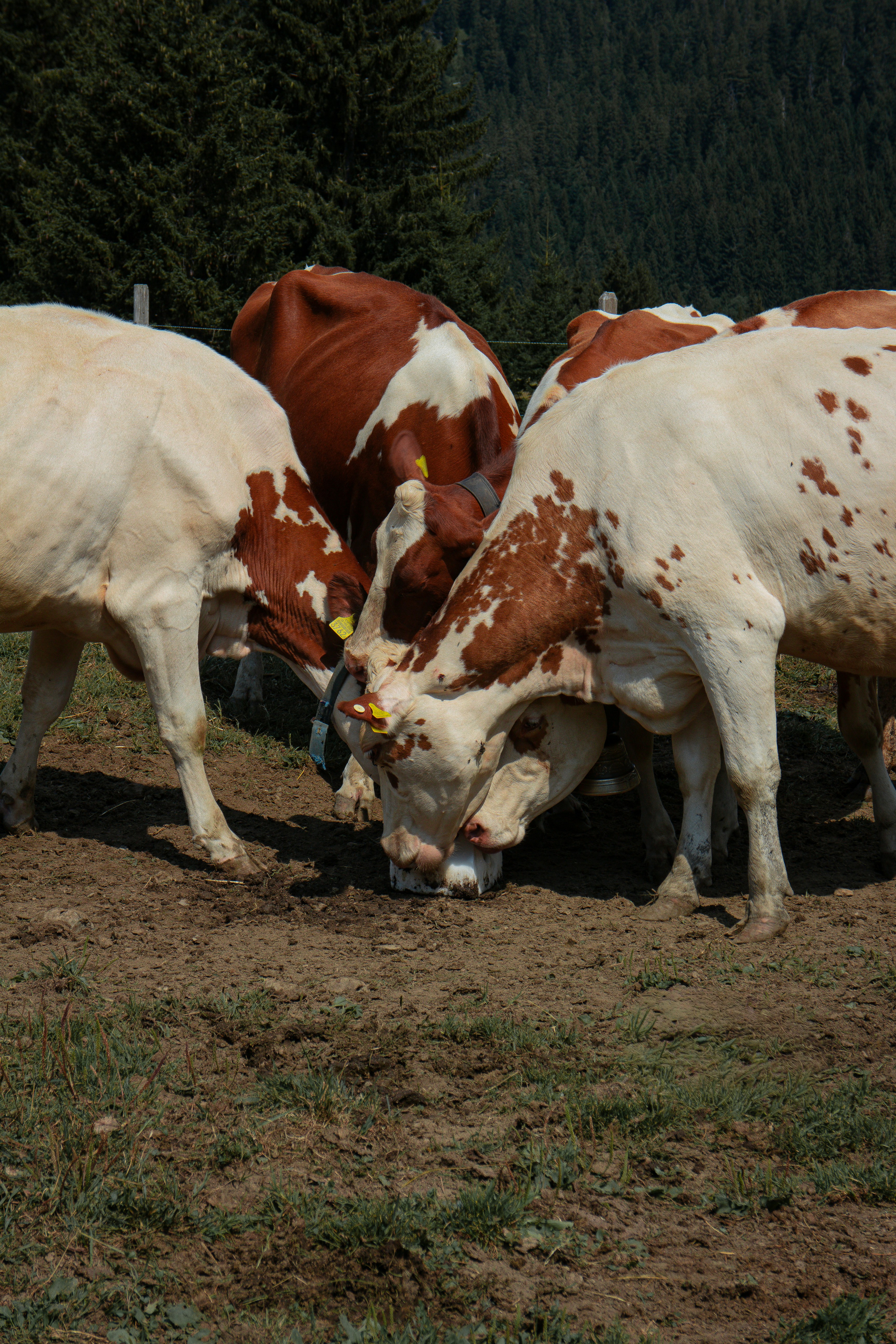 Herd in Quiet Confluence: Cattle Nuzzling at Ground Level