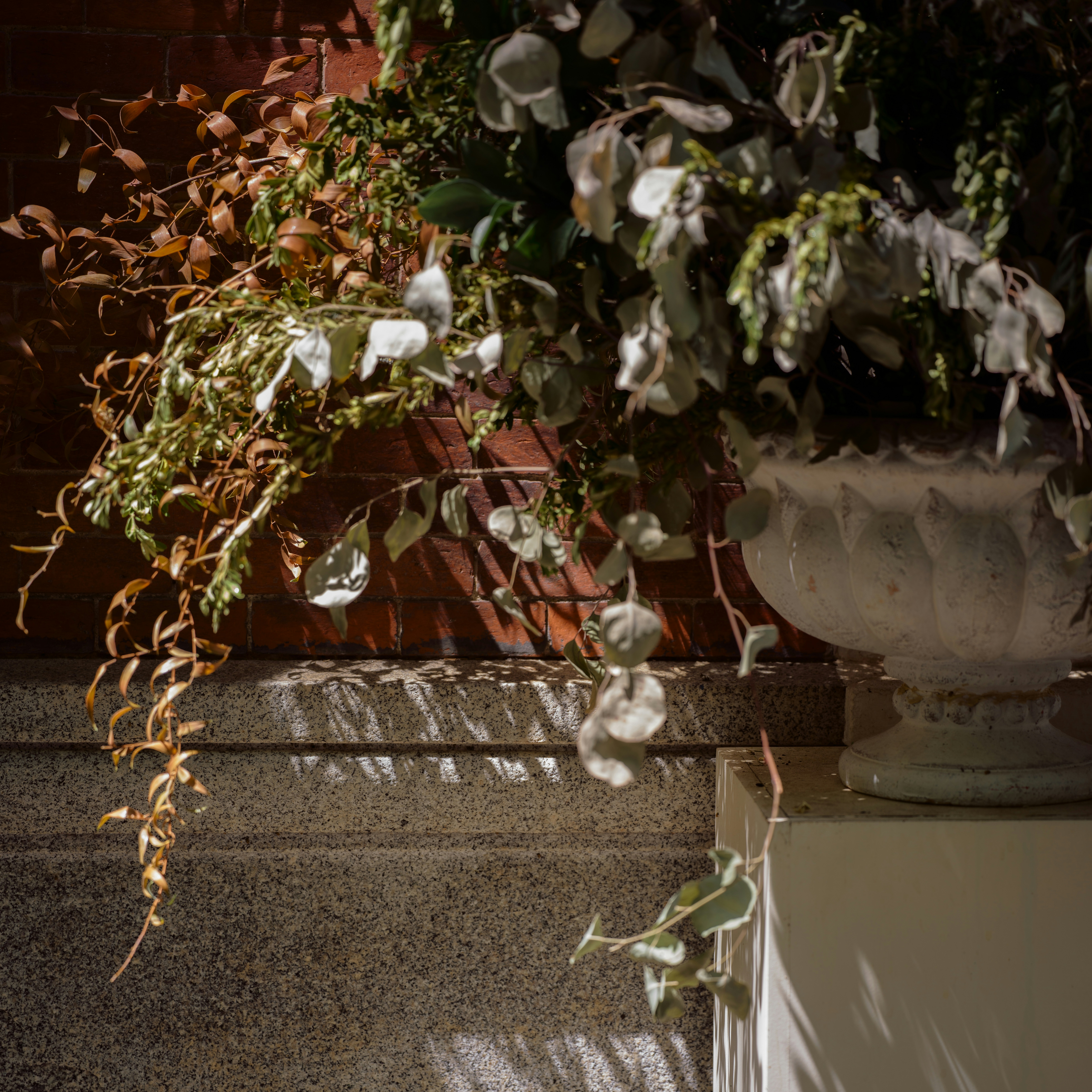 Dusty terrace greenery spilling over a stone planter
