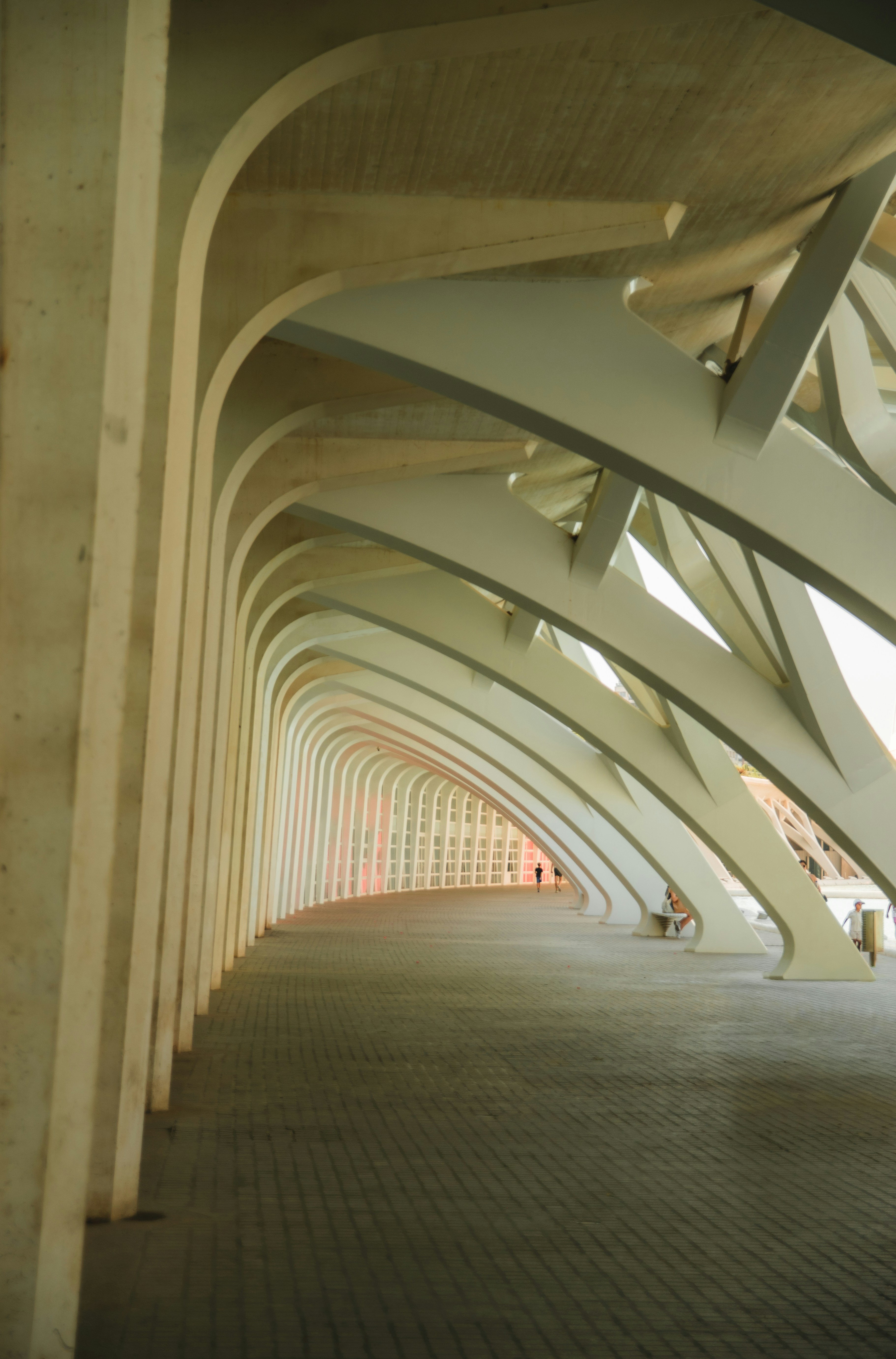 Curved Columns in Light: A Quiet Corridor of Repetition
