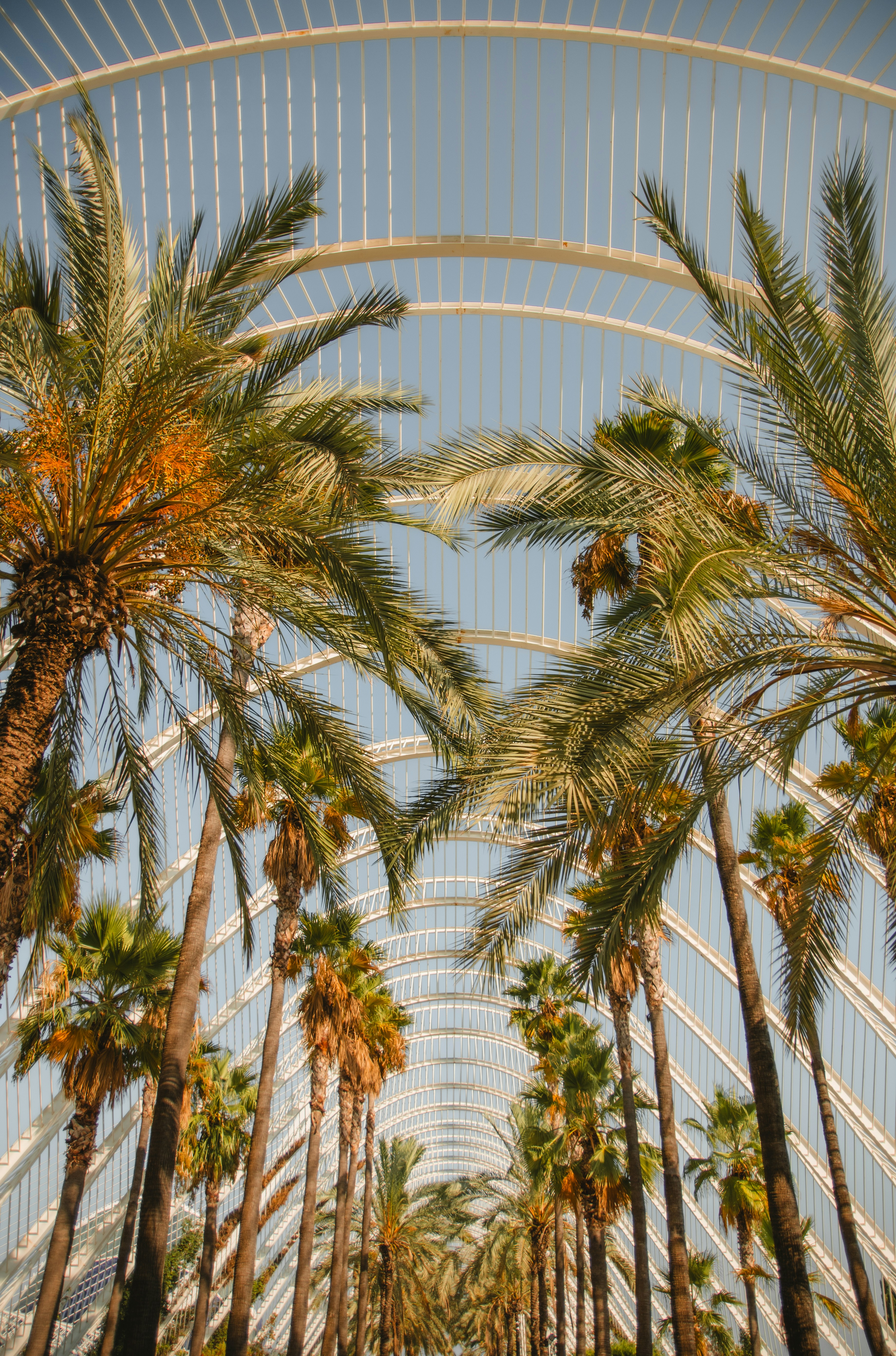 Palm Corridor Under a Glass Sky