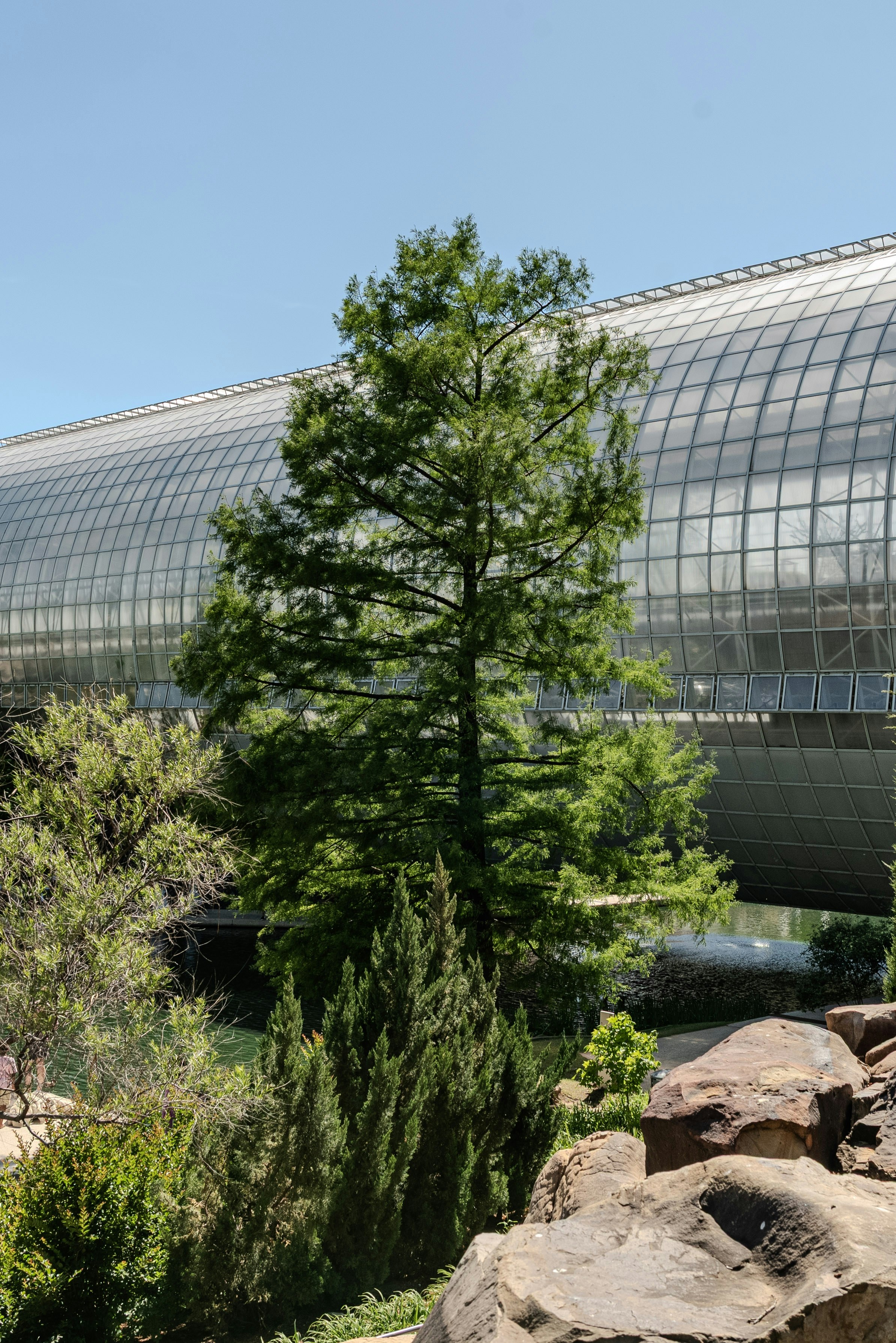 Glass Tunnel and Green Canopy