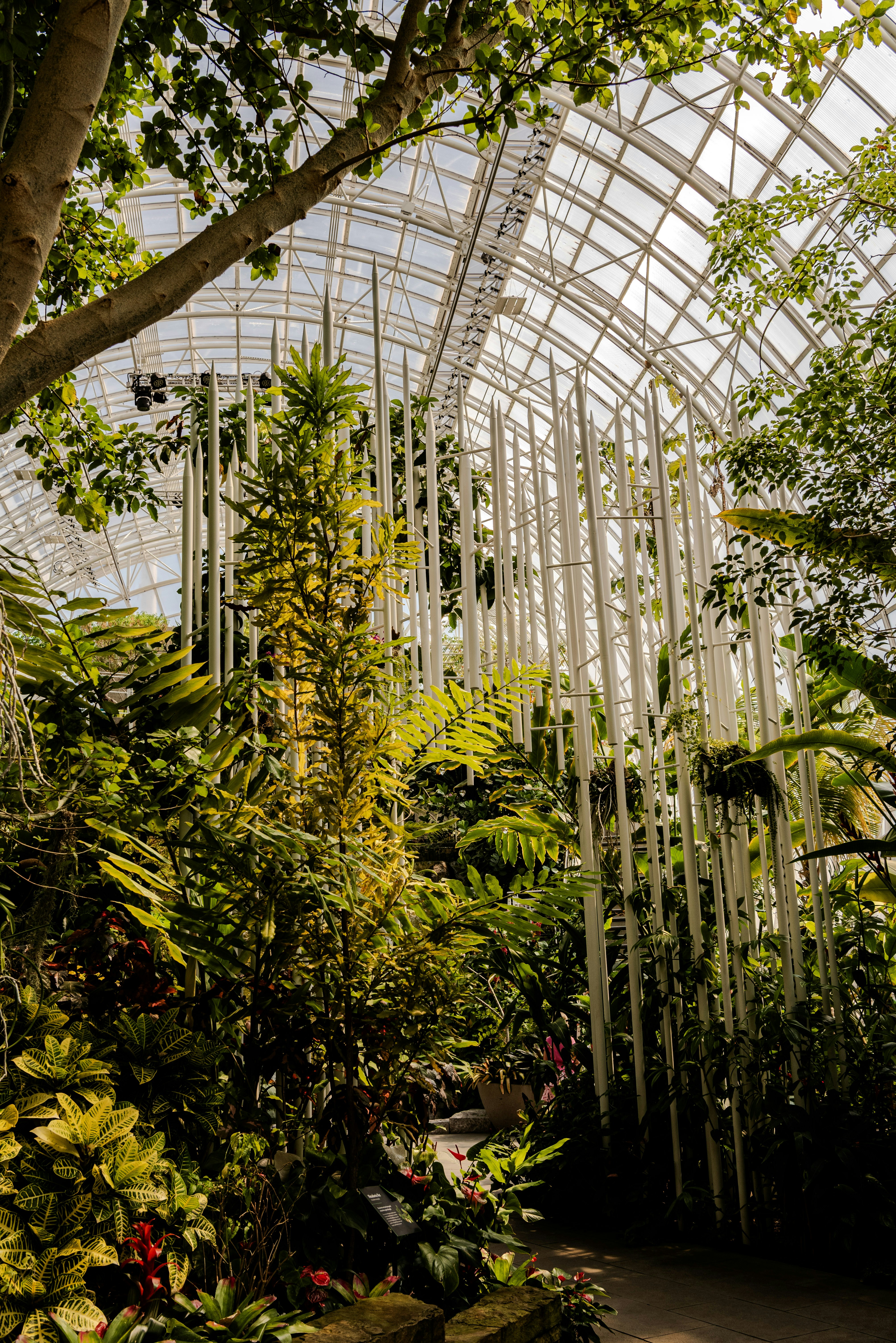 Verdant Cathedral: A Sunlit Conservatory of Vertical Stems