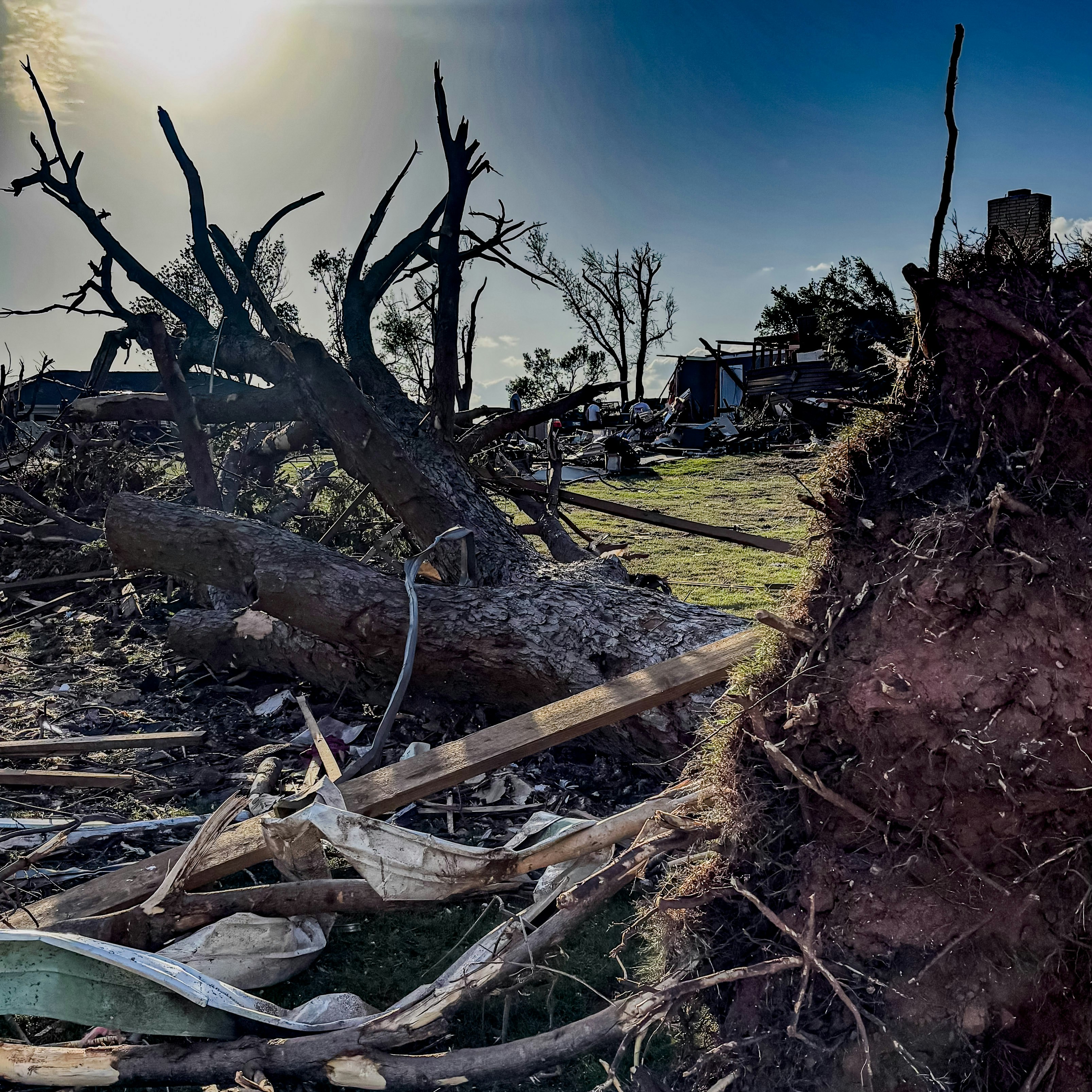 Sunlit aftermath: fallen trees and scattered debris in a sunlit yard