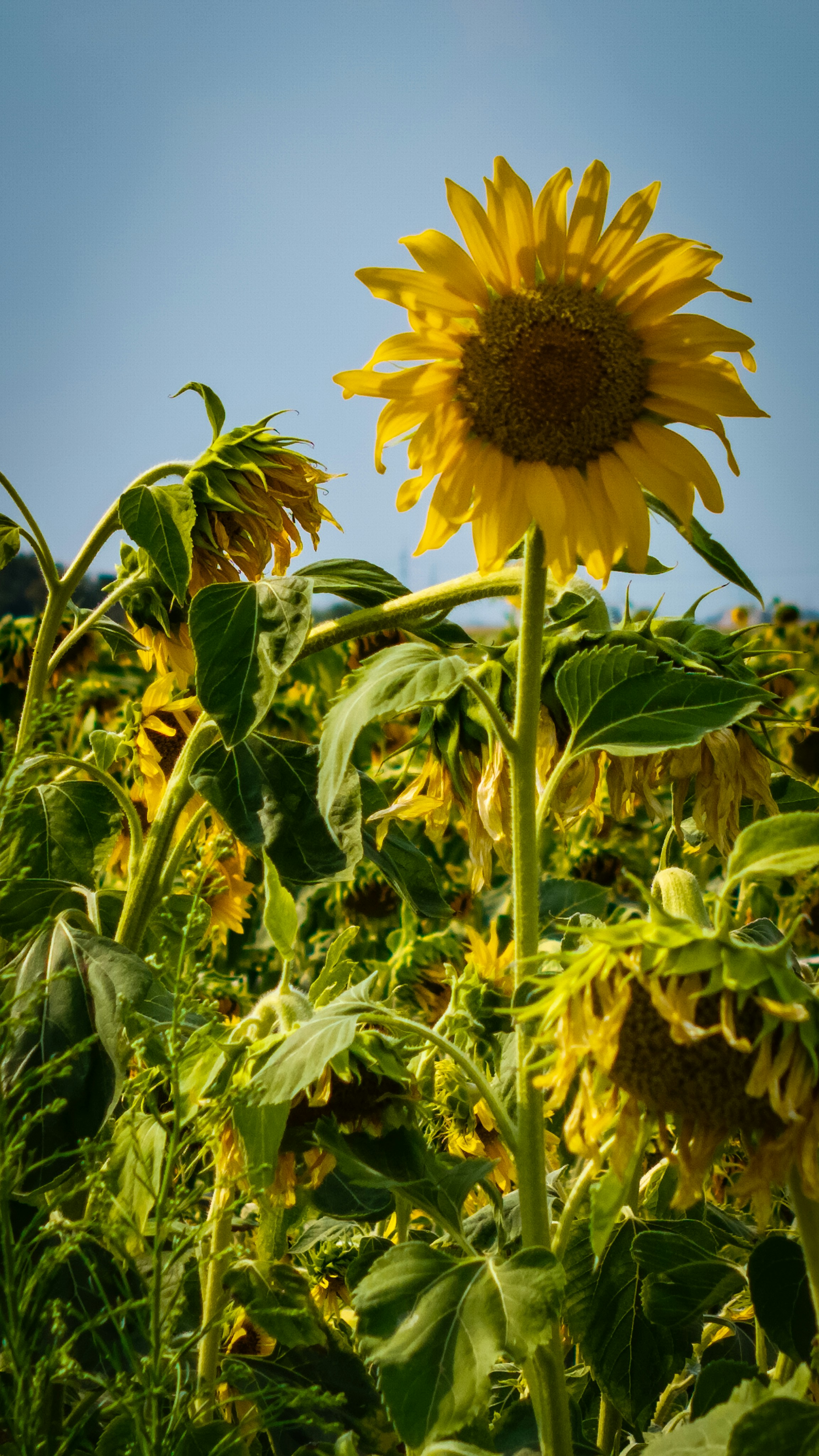 Sunlit Bloom: A Sunflower Reaching Toward the Sky