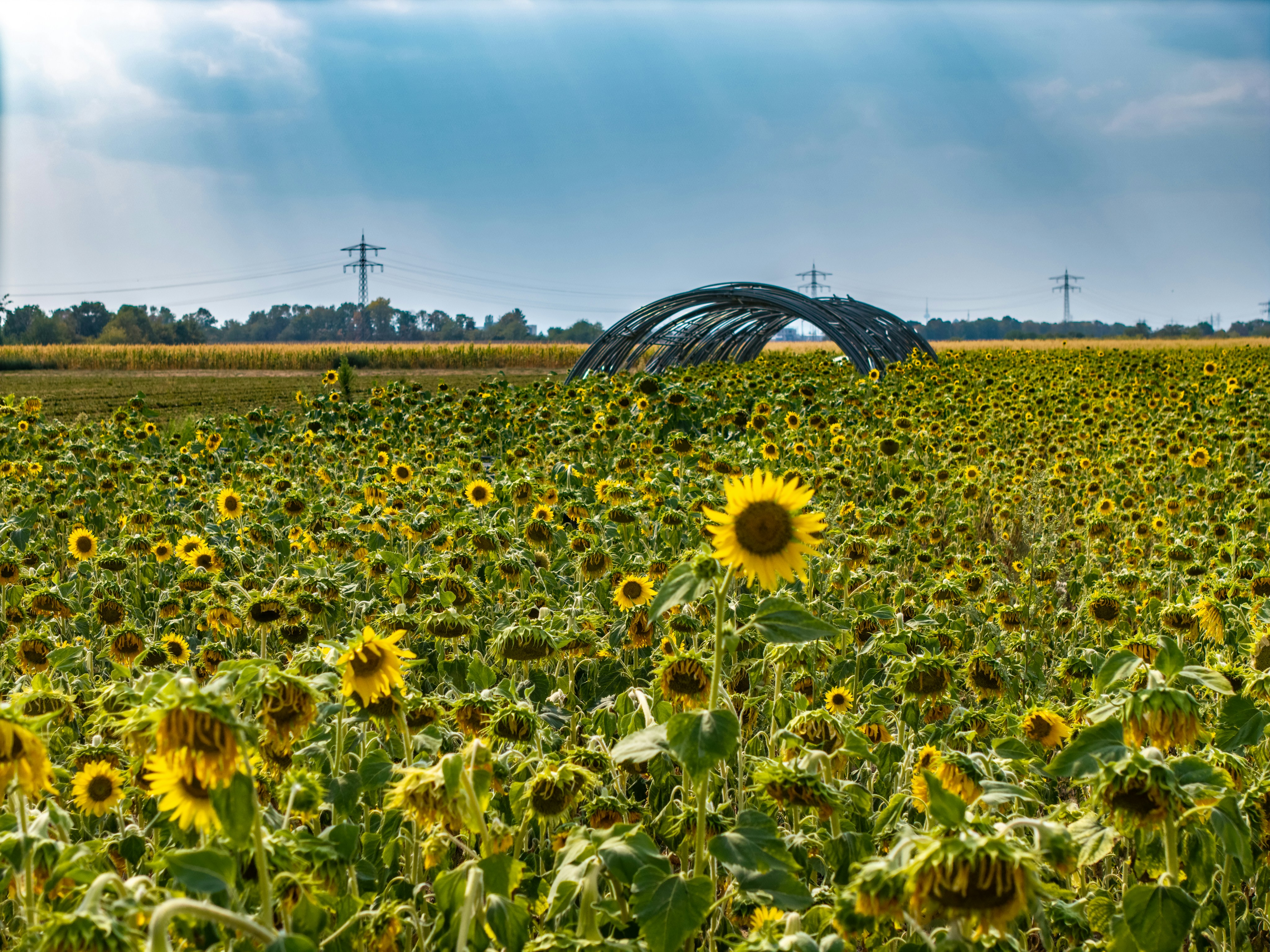 Sunflower Sea and a Curved Metal Frame