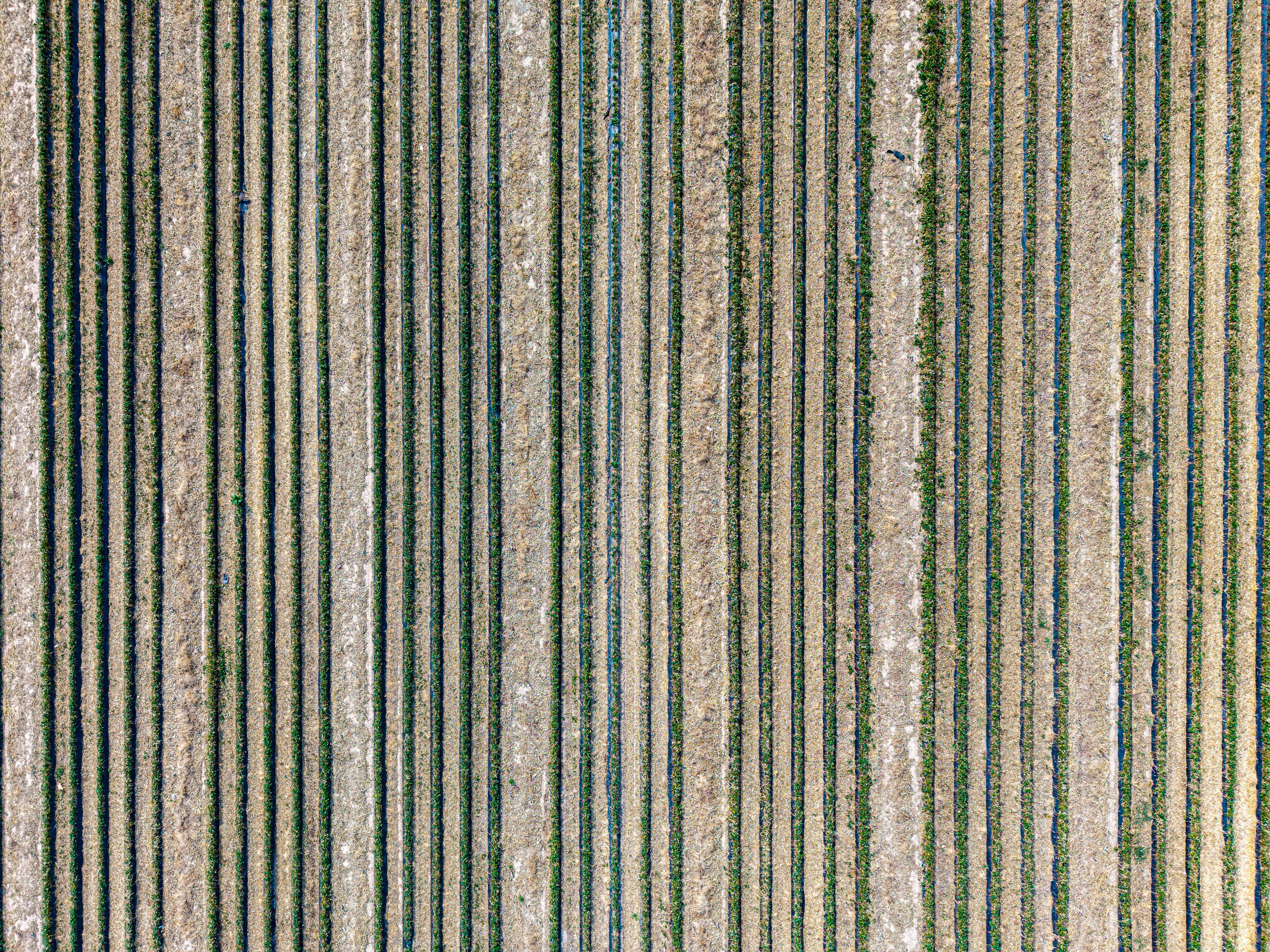 Aerial view of evenly spaced crop rows running vertically, with alternating shadows and soil. The drone captures a geometric pattern across a flat landscape, emphasizing repetition and texture.