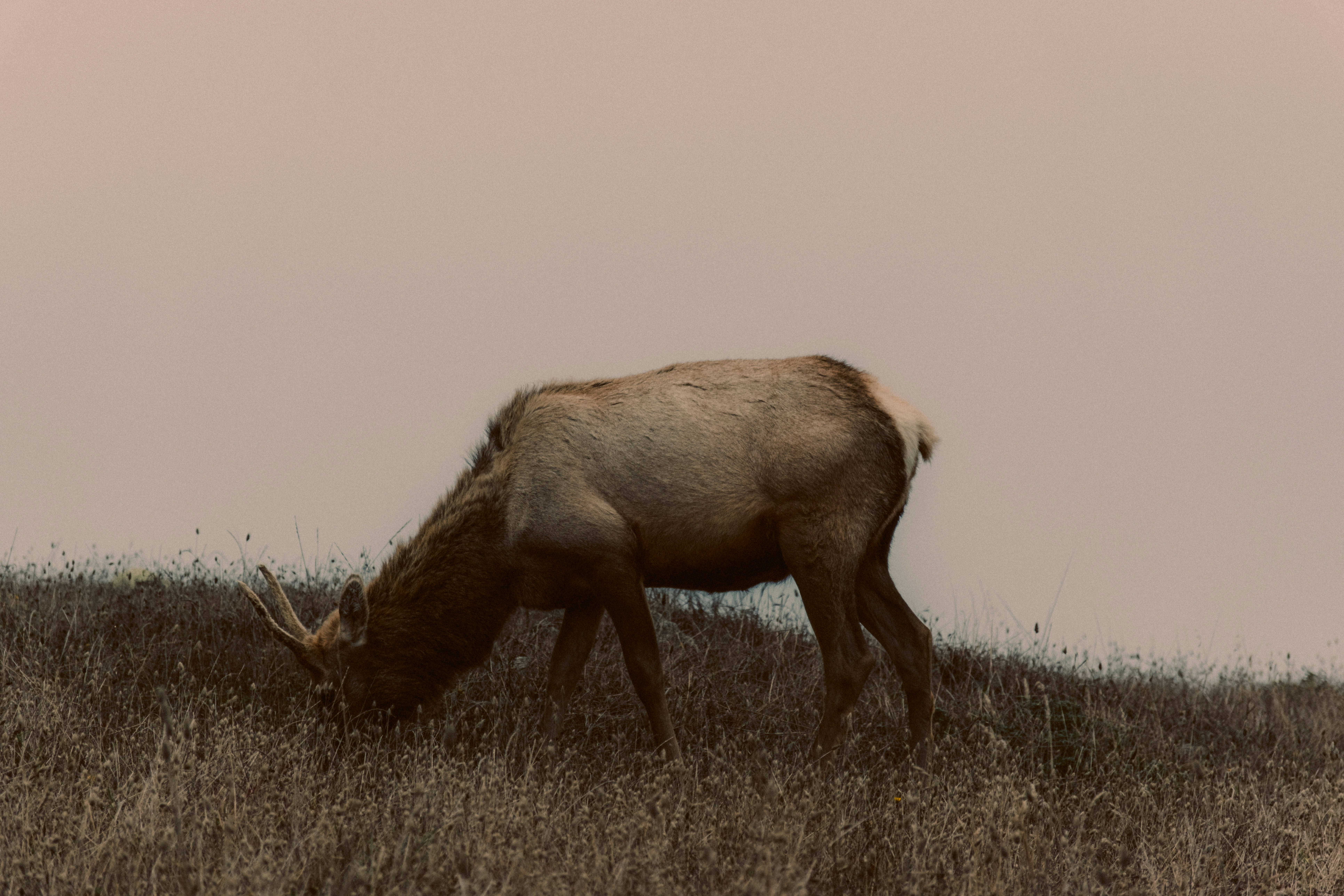 Hushed Grazing on a Quiet Hill