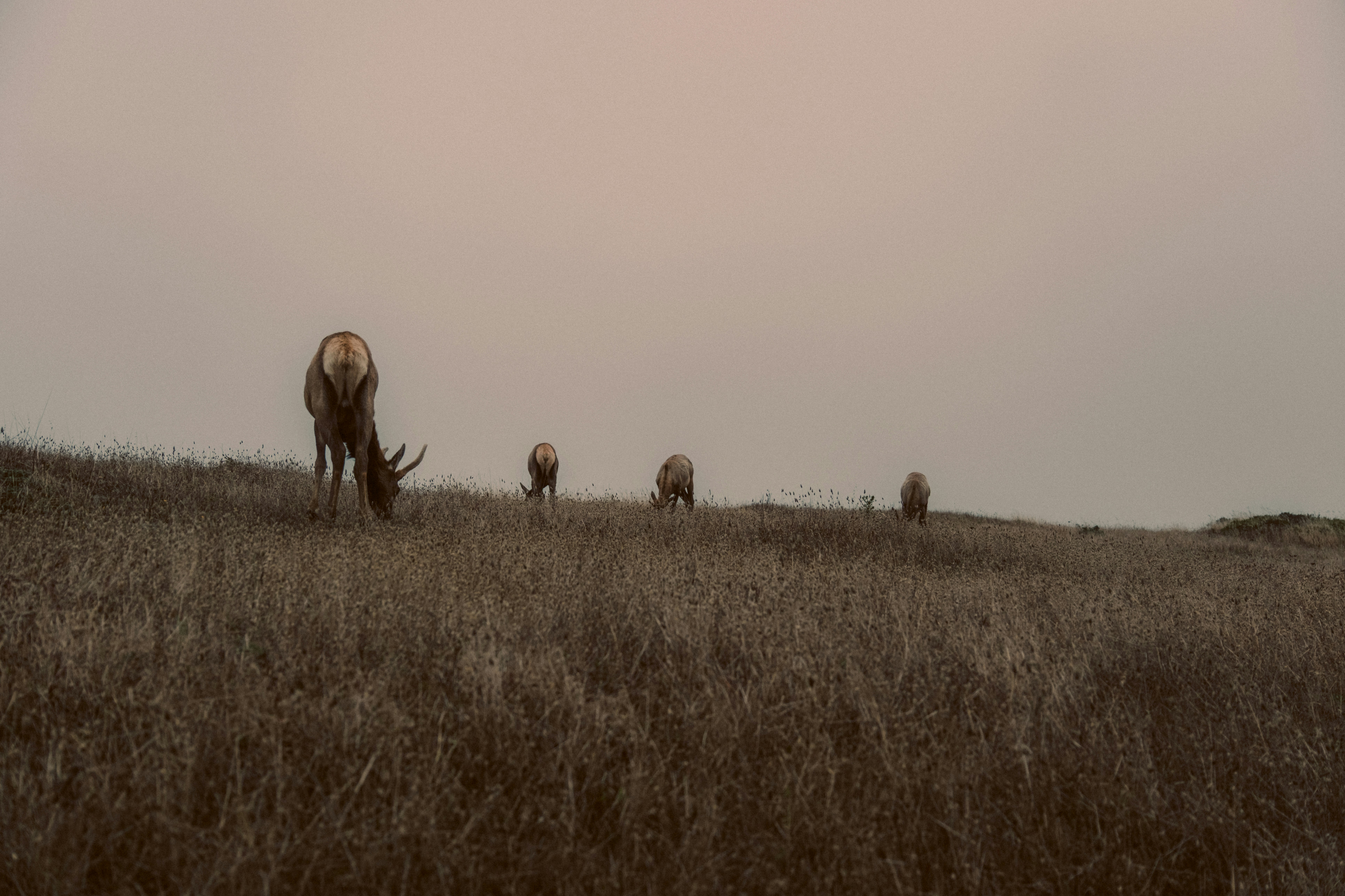 Horses on a Quiet Slope at Dusk