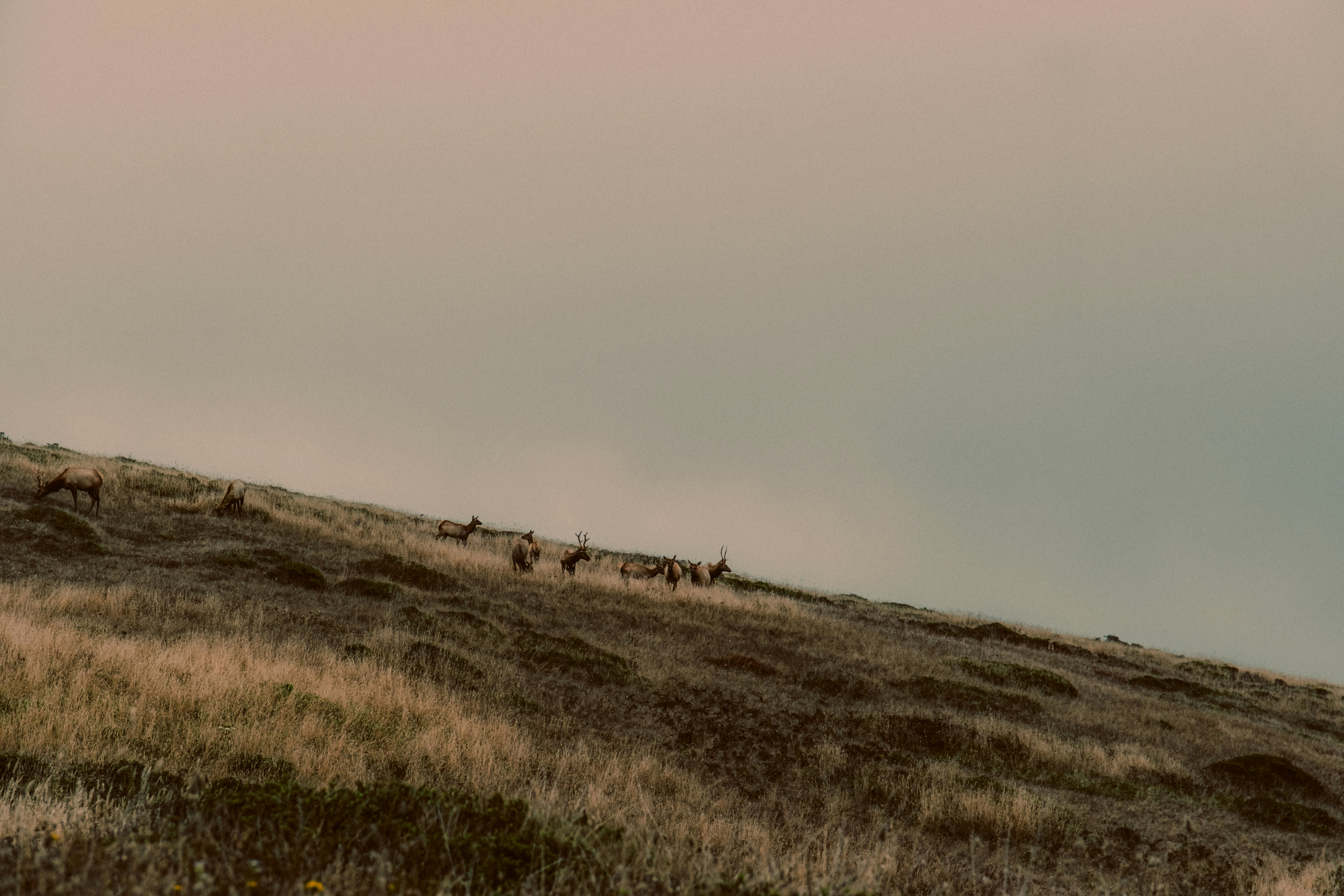A herd of elk grazing on a grassy hillside under a soft overcast sky