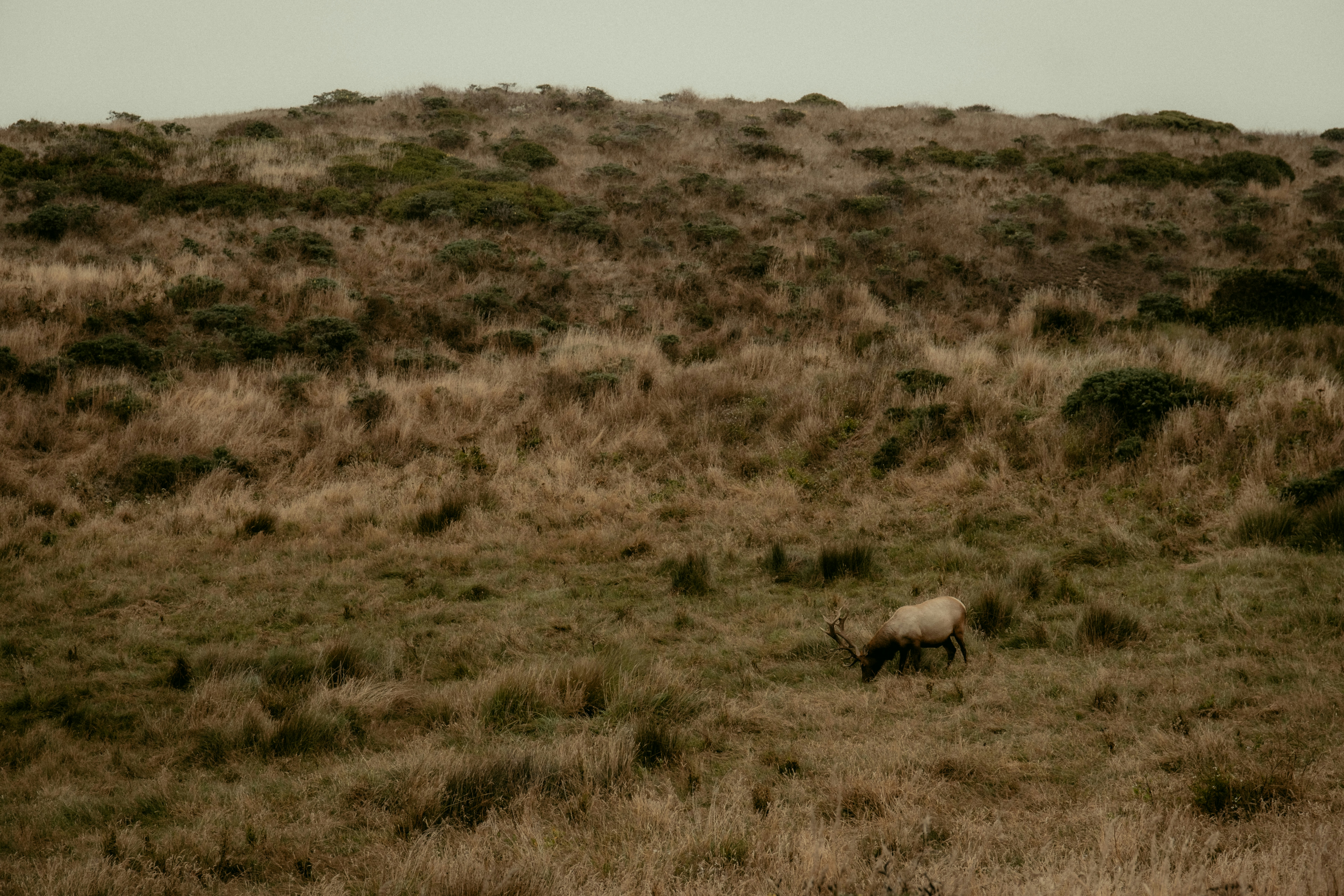 Grazing Shape in Dusk-Hued Moor