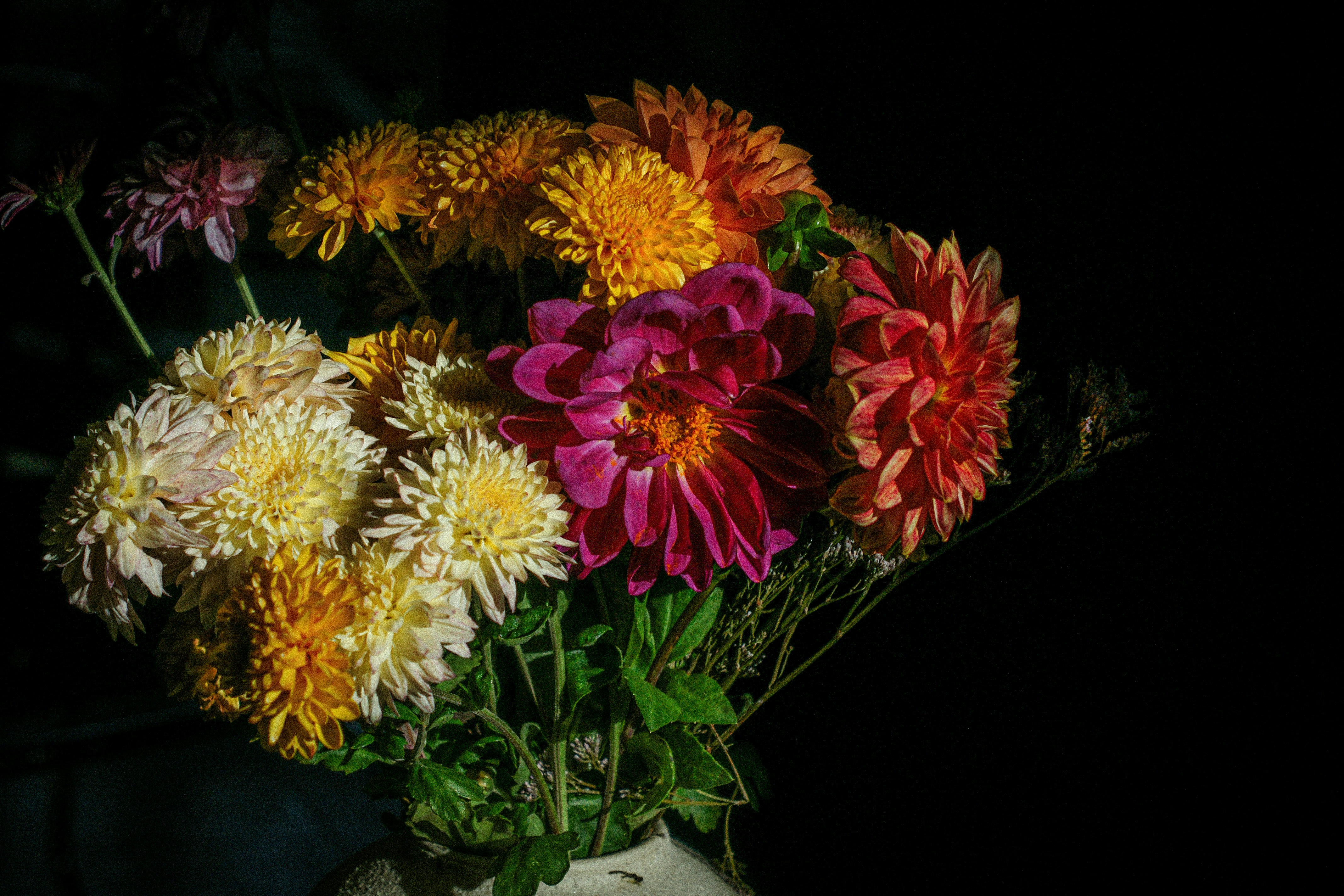 Vivid Chrysanthemums in a Dim Studio Still Life