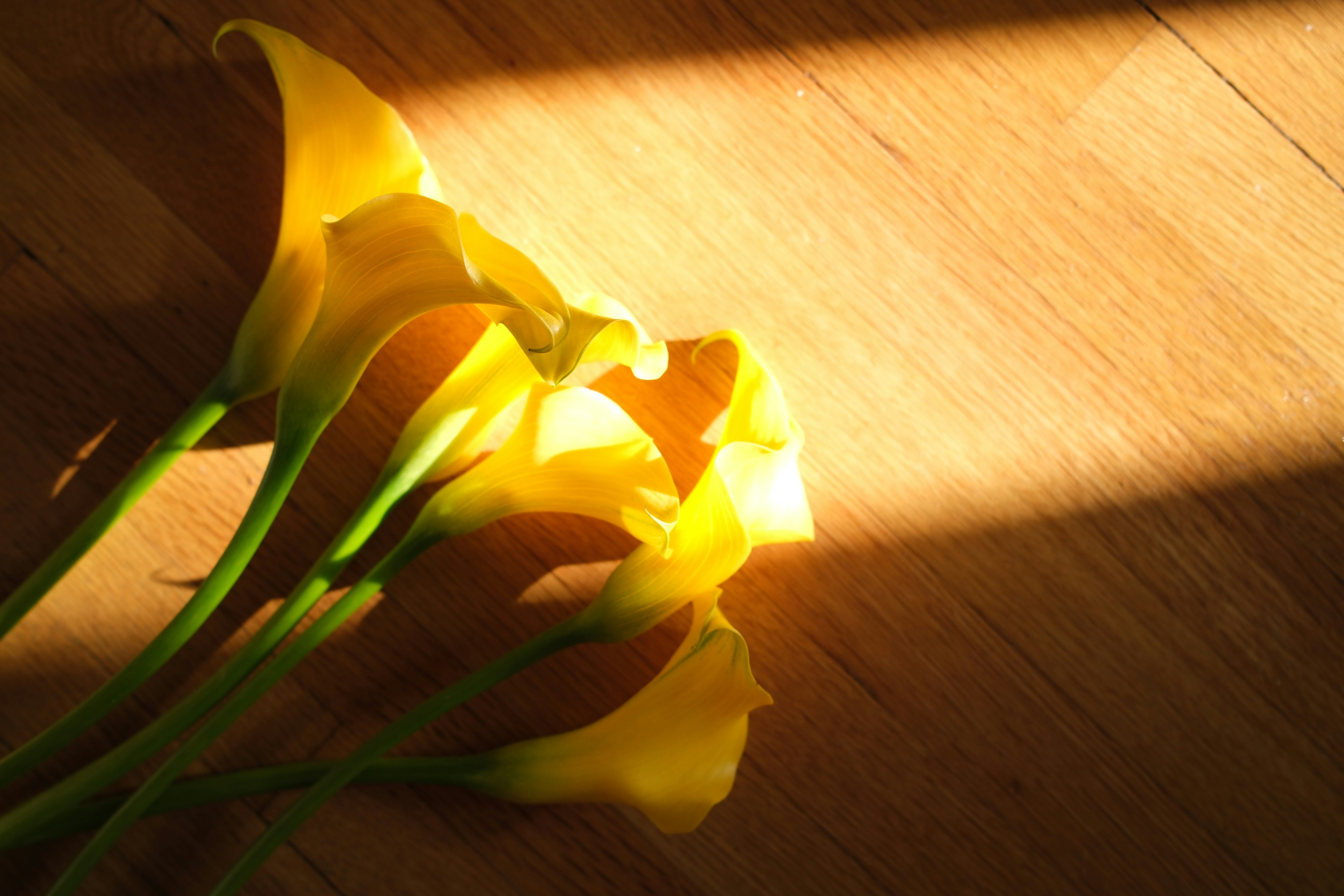 Golden Calla Singularity on a Sunlit Floor