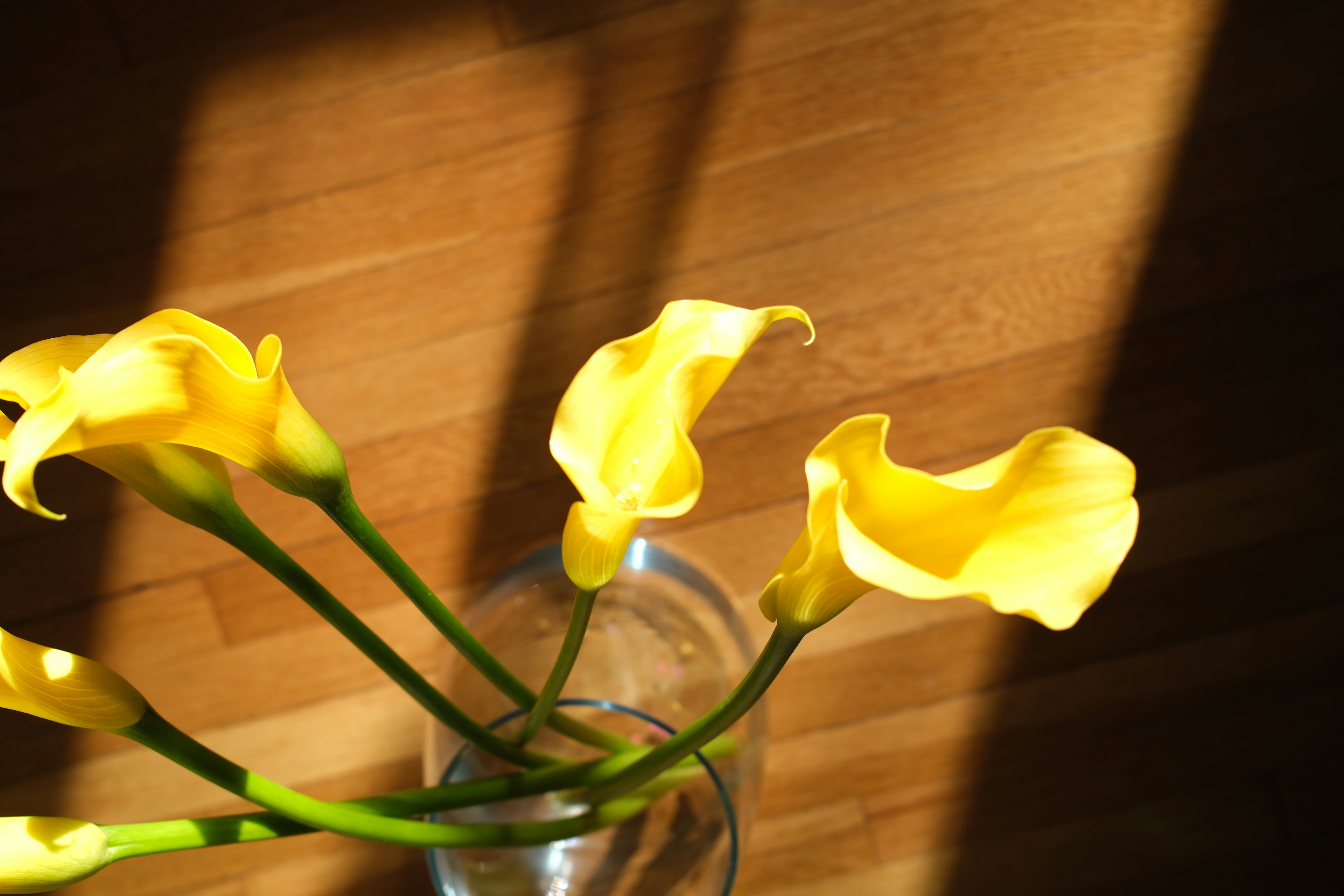 Yellow Calla Bouquet in Warm Studio Light