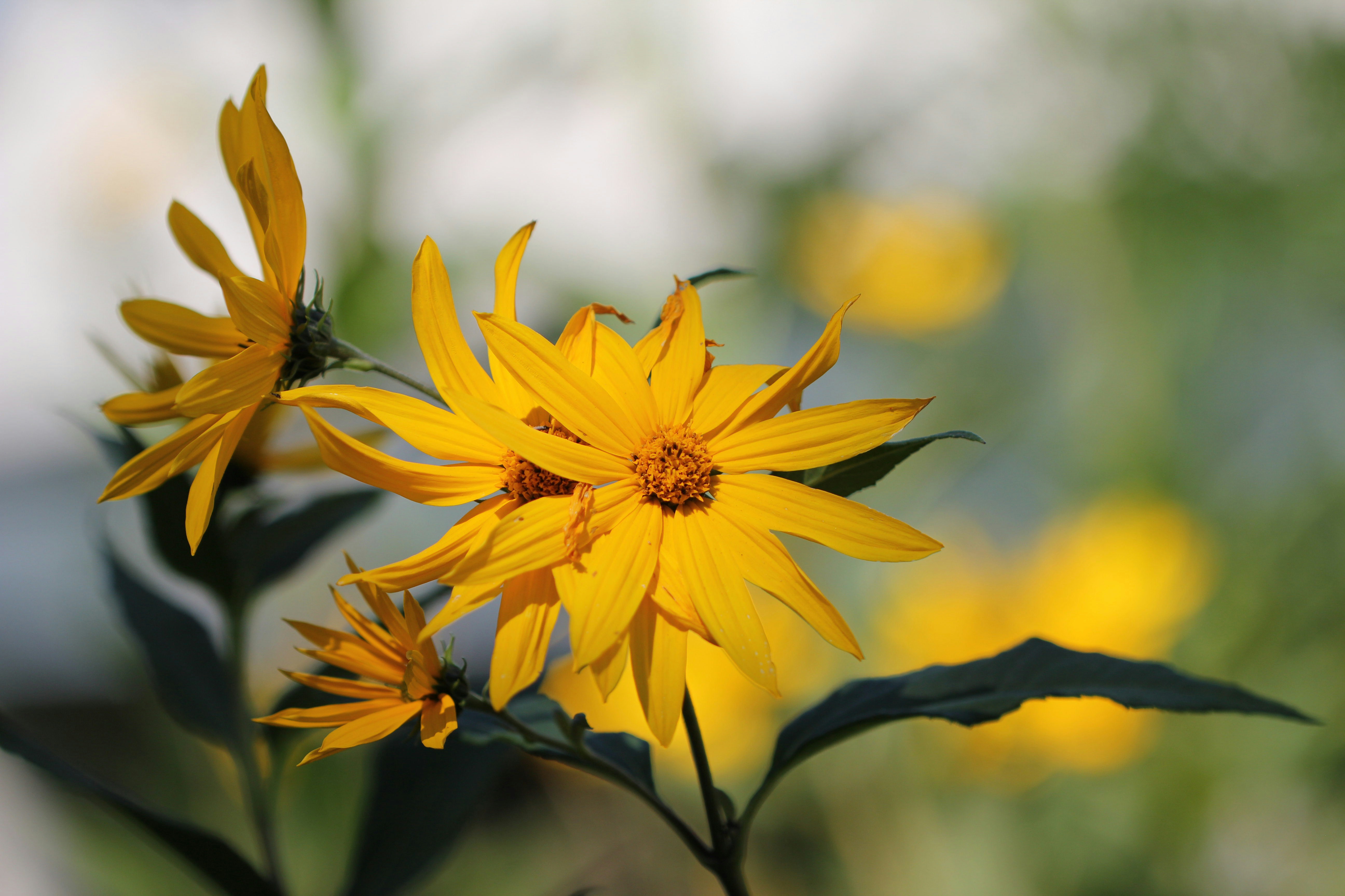 Sunlit Yellow Bloom Stretched Across a Gentle Field