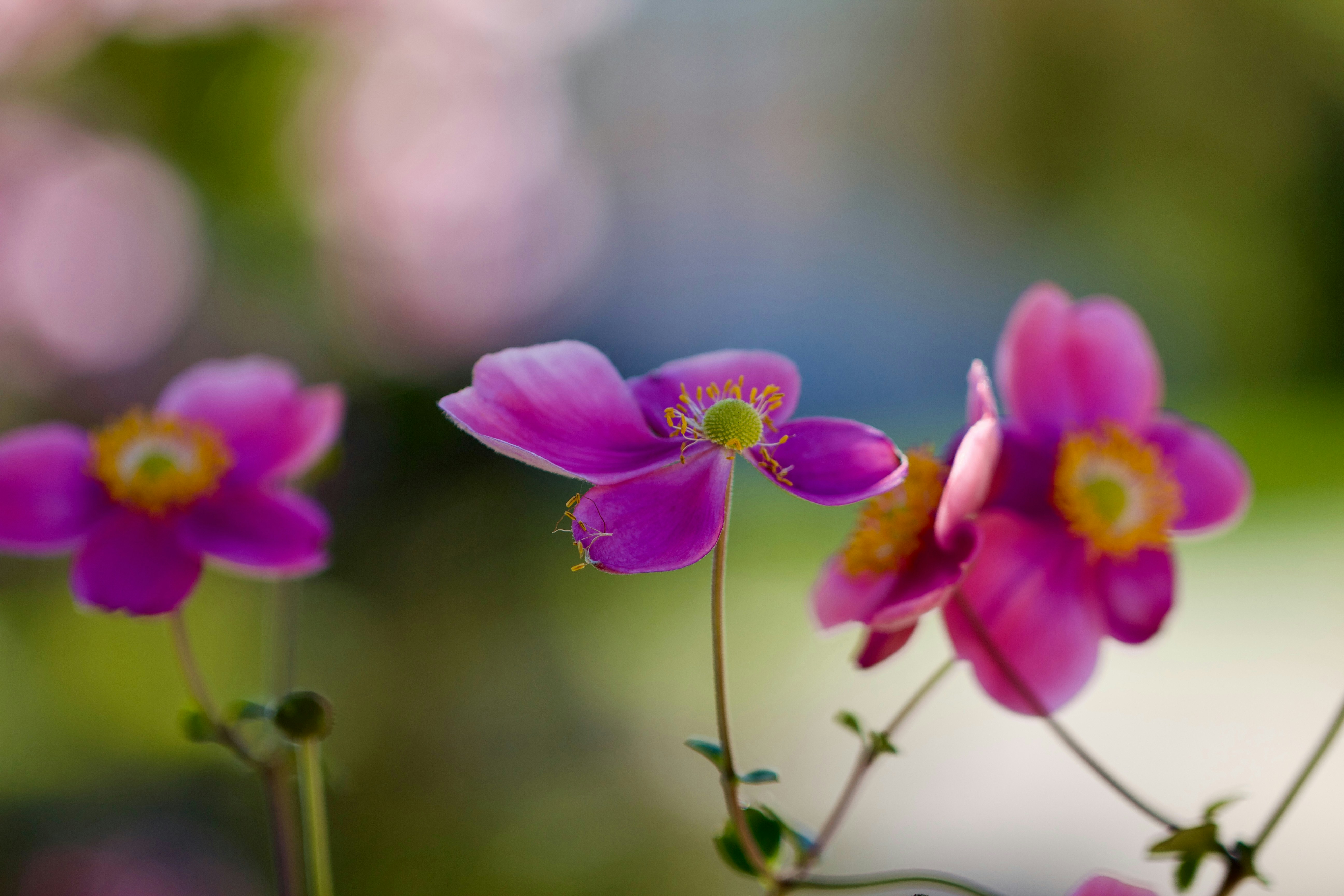 Pink Petals in Soft Focus: A Delicate Garden Moment