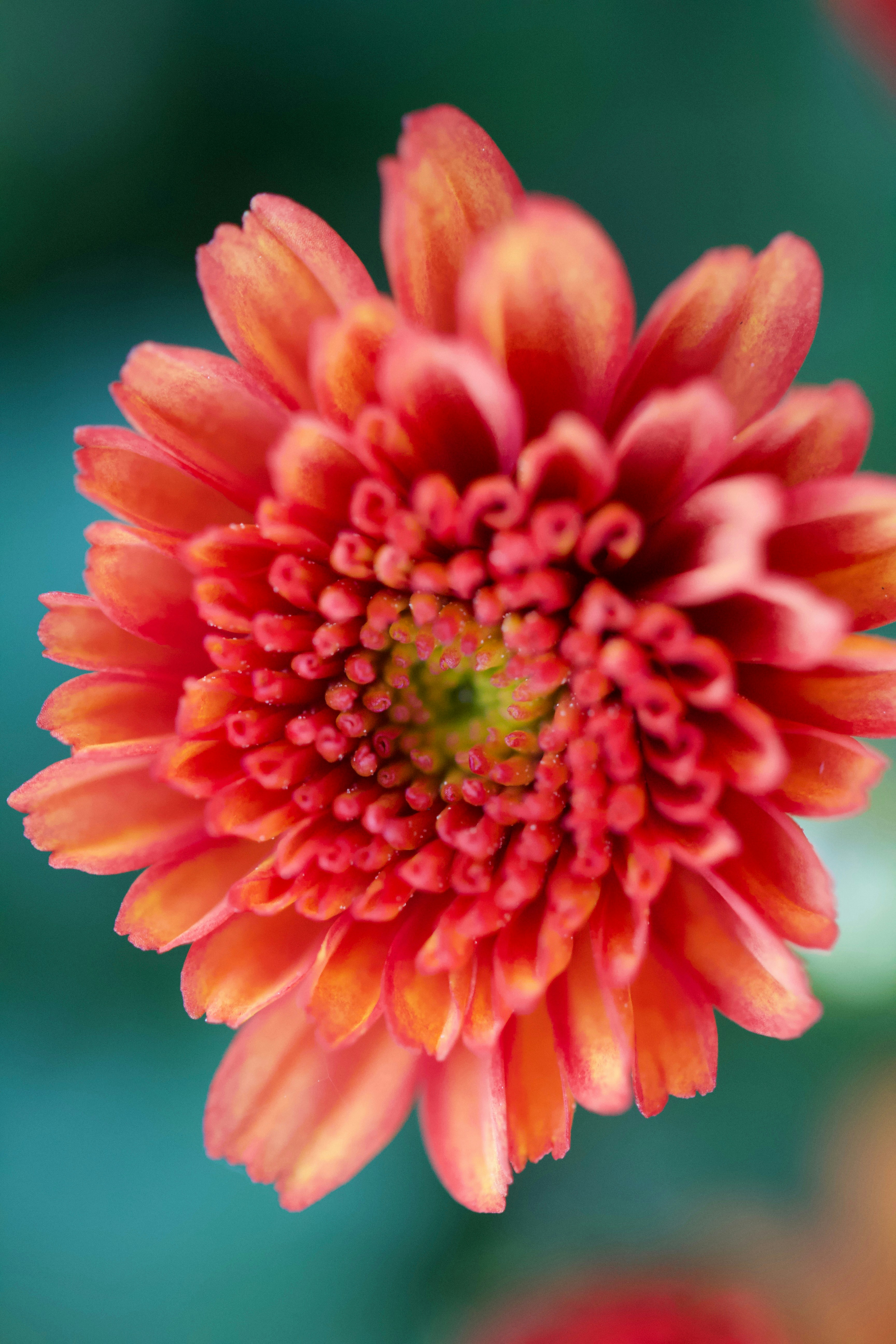 Crimson Bloom: Center Stage Macro Pixel-Perfumed Petals