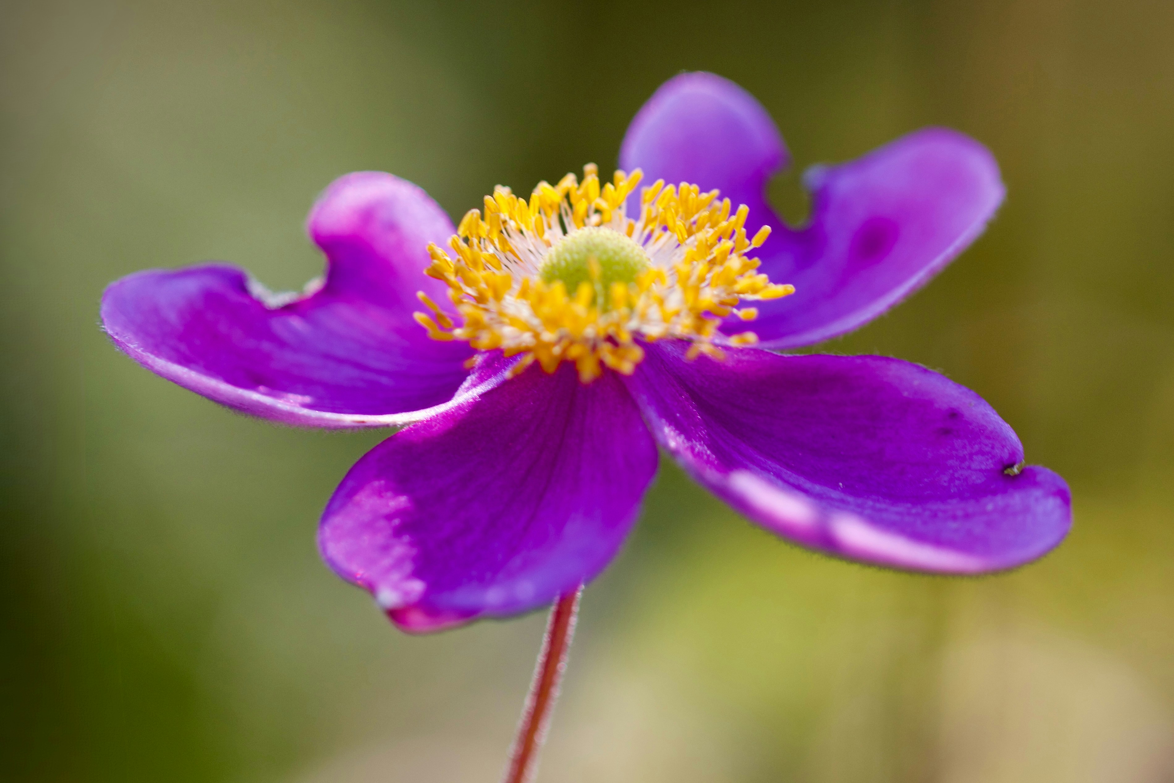 Central Bloom: a vivid purple anemone ready to glow